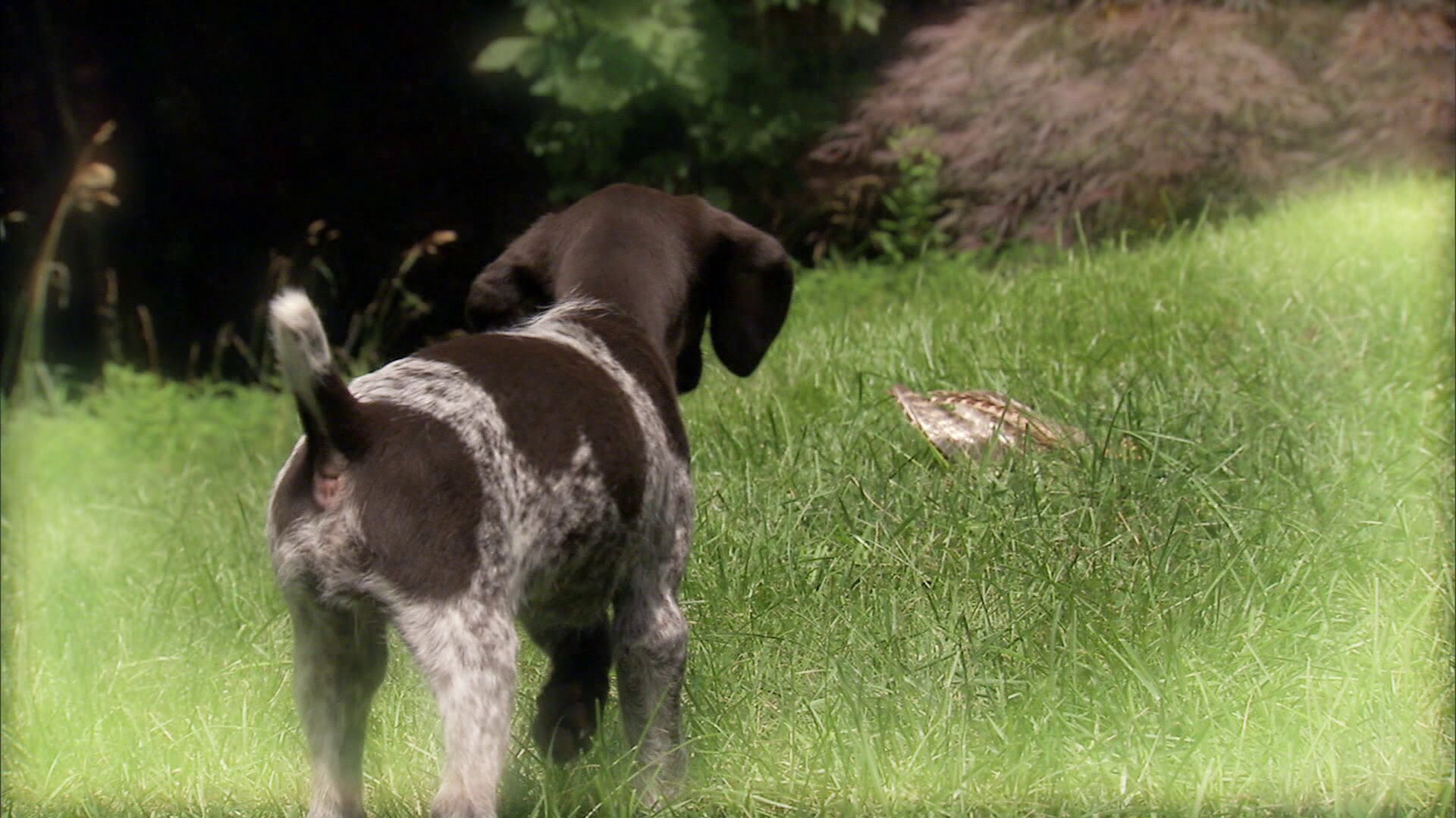 Too Cute! | S2:E30 | Pint Sized Pups and a Ferret