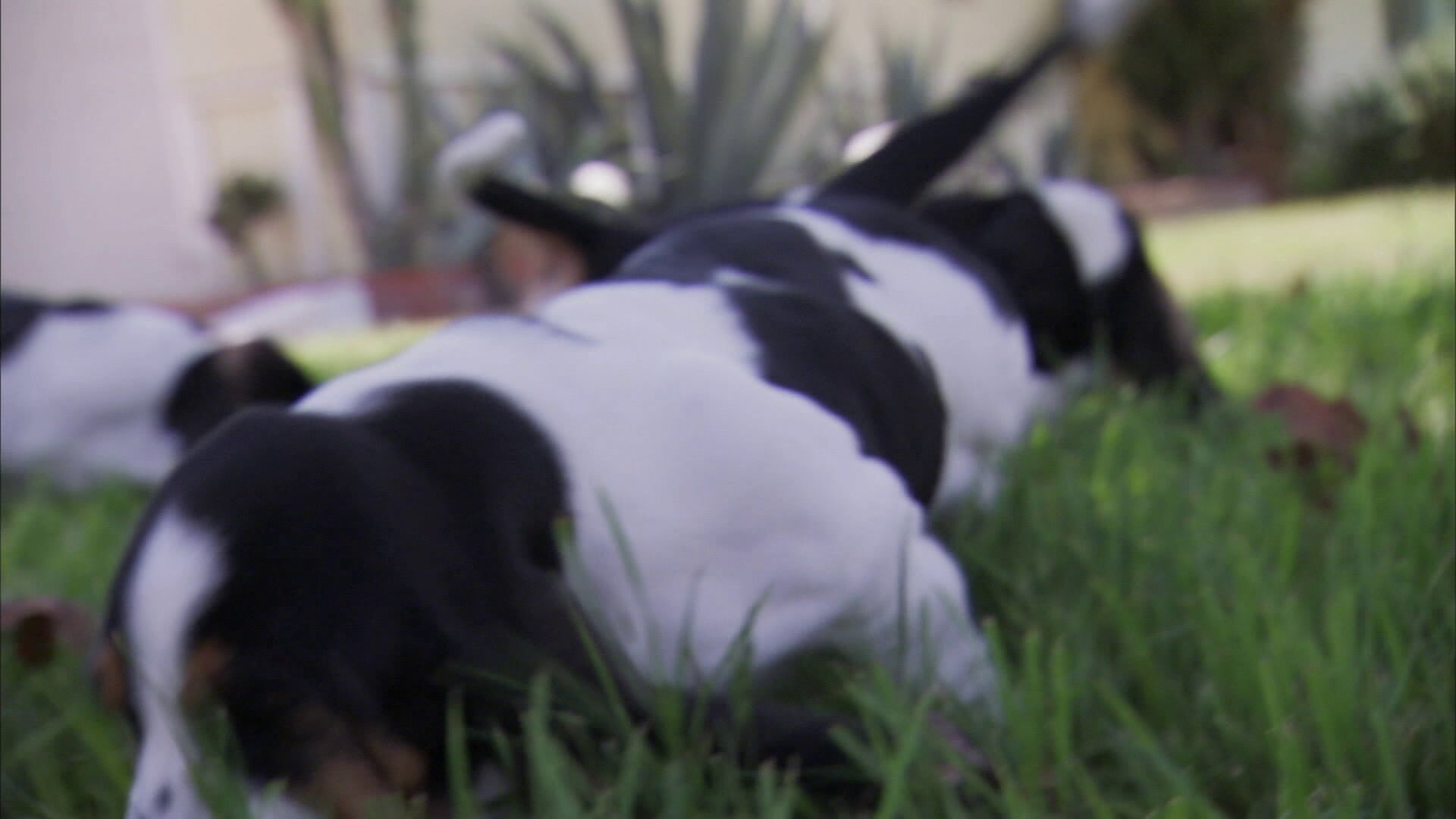 Too Cute! | S2:E21 | Perfectly Precious Puppies