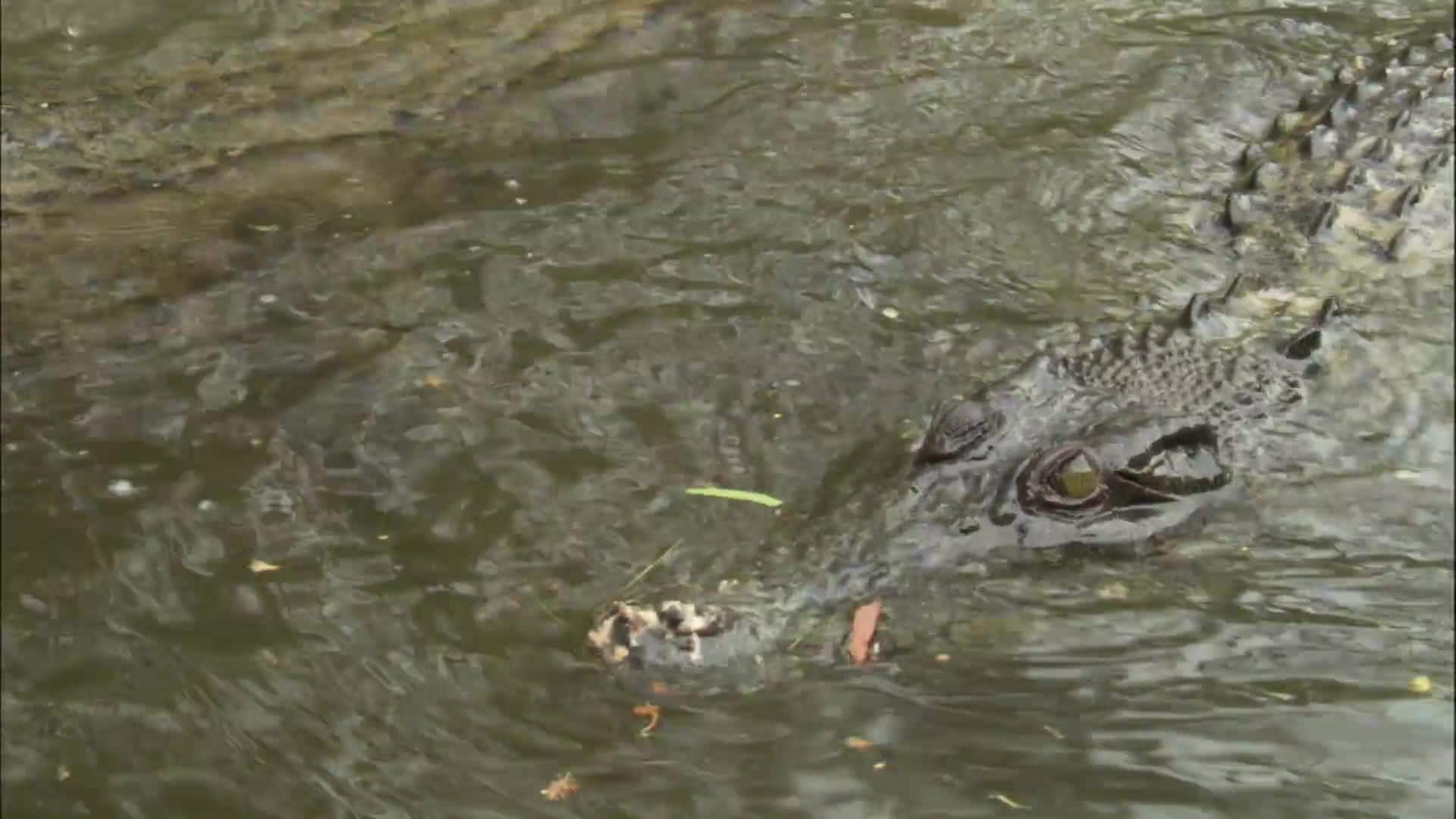 Salty: The Estuary Crocodile