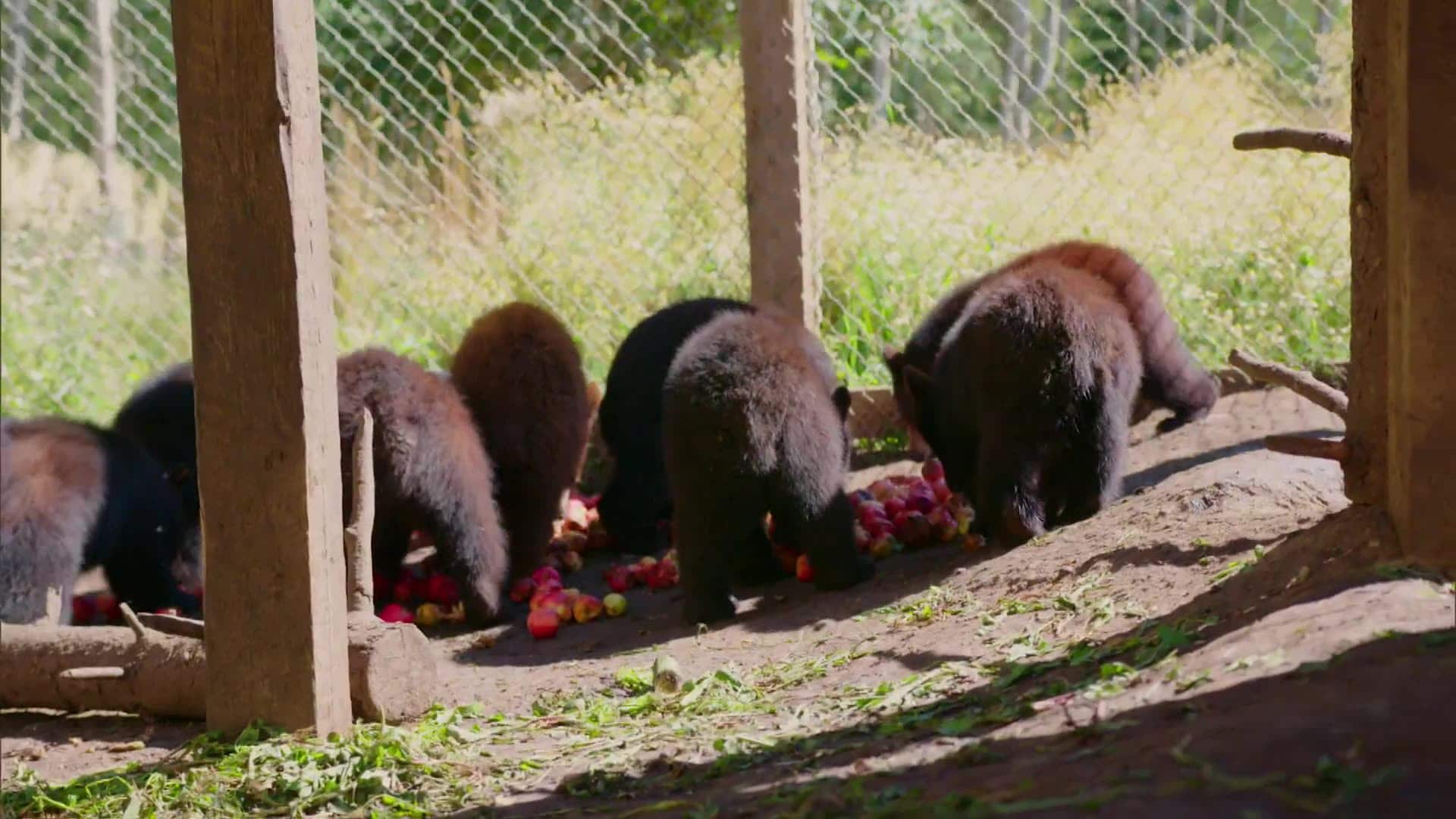 Wild Bear Rescue | S1:E10 | Hungry Bears