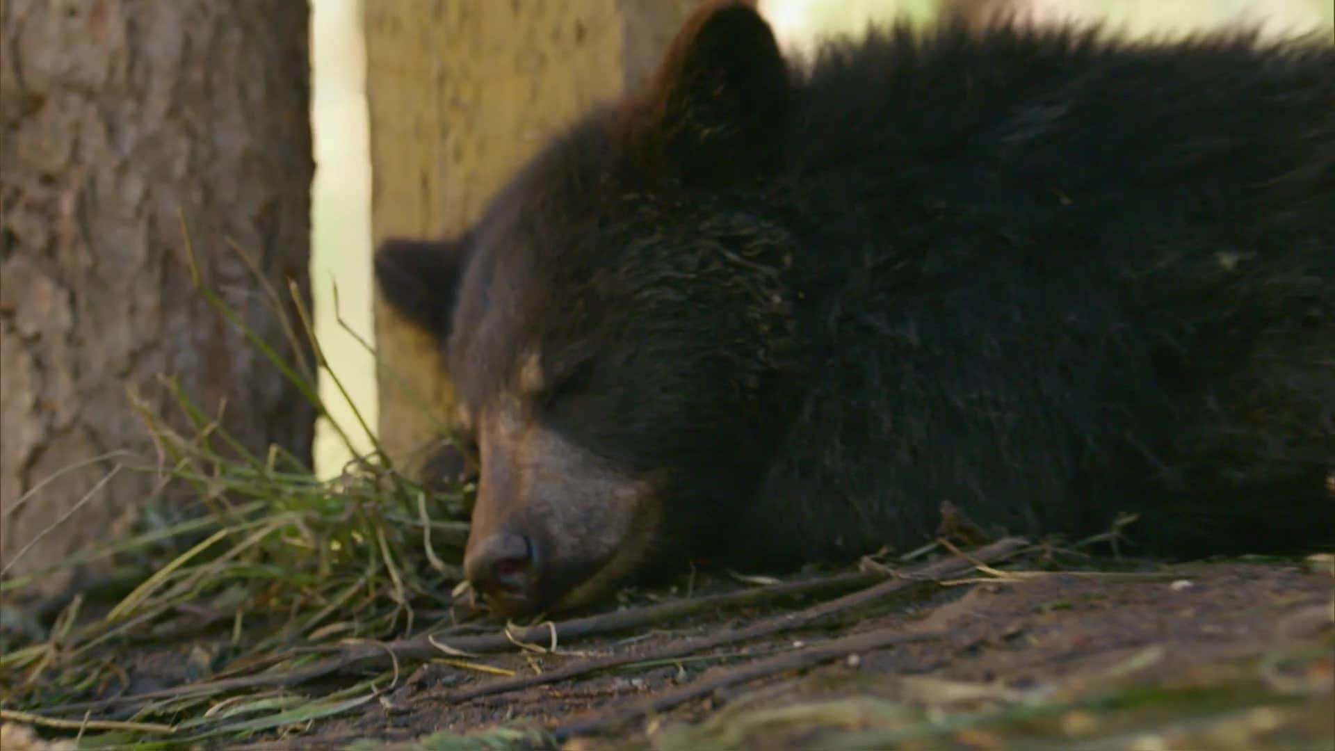 Wild Bear Rescue | S2:E3 | Barreling Bears