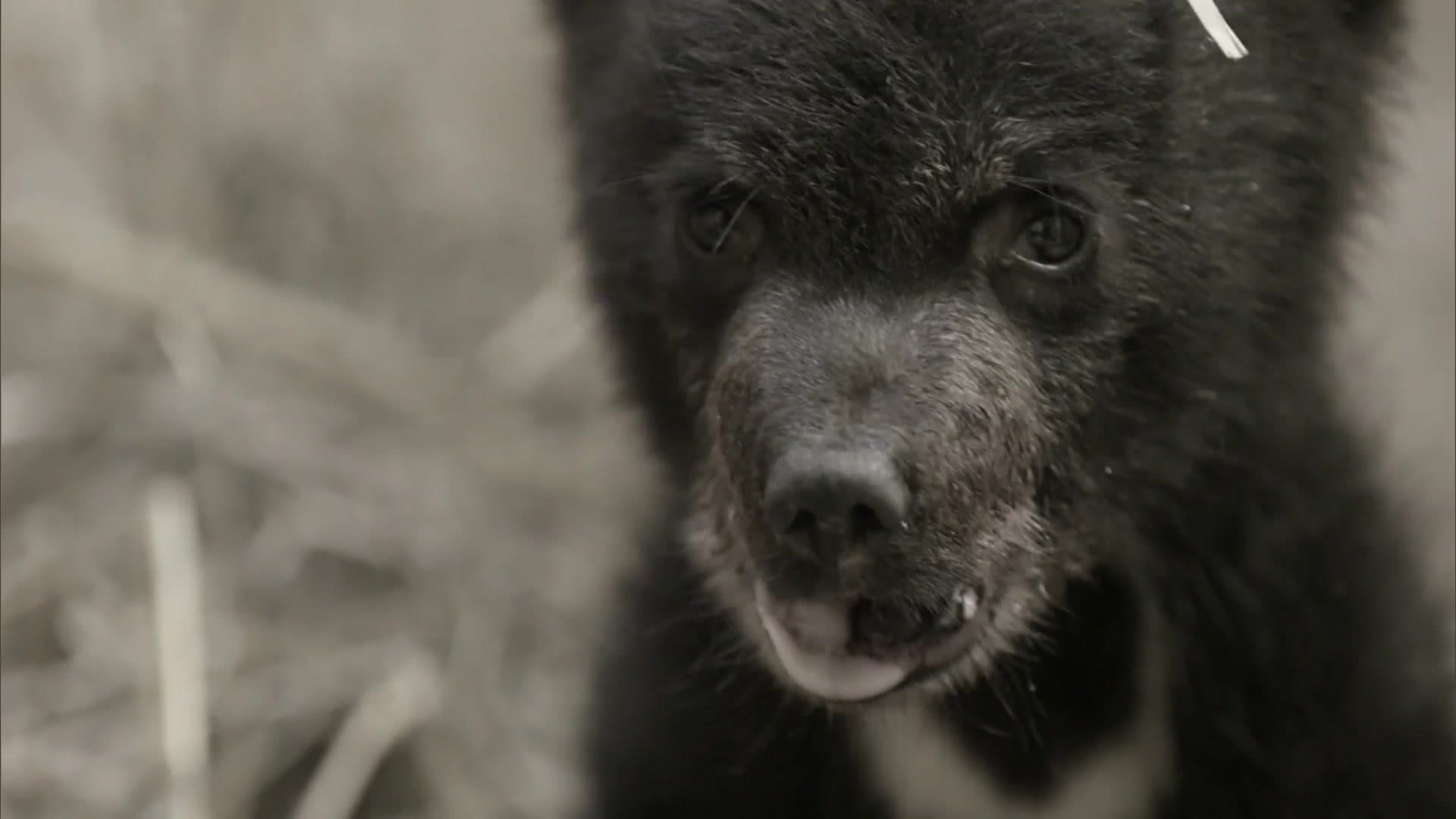 Wild Bear Rescue | S2:E10 | Family Reunions