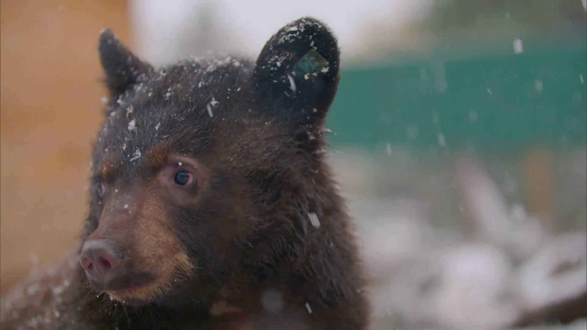 Wild Bear Rescue | S2:E12 | Sleepless In Smithers