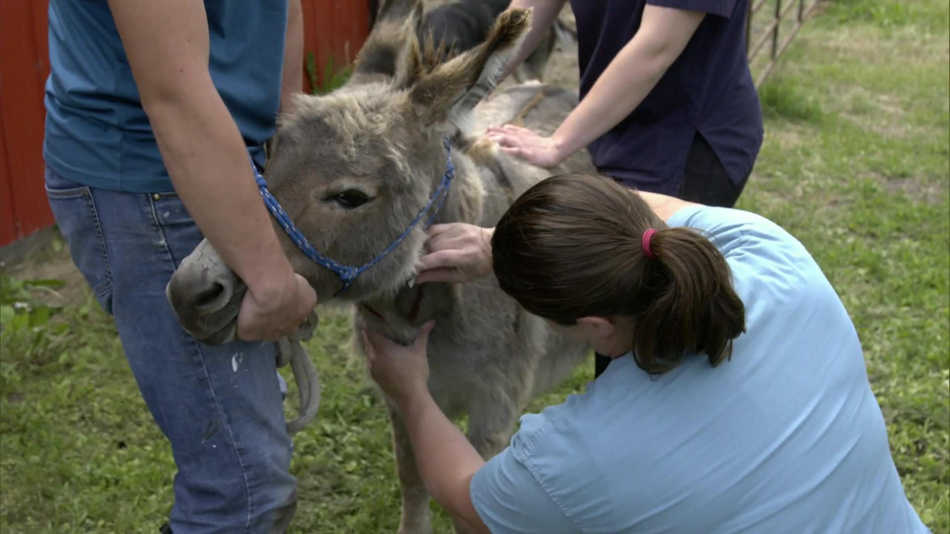Dr Keri Prairie Vet S1 E10 Animal Farm dr-keri-prairie-vet-s1-e10-animal-farm