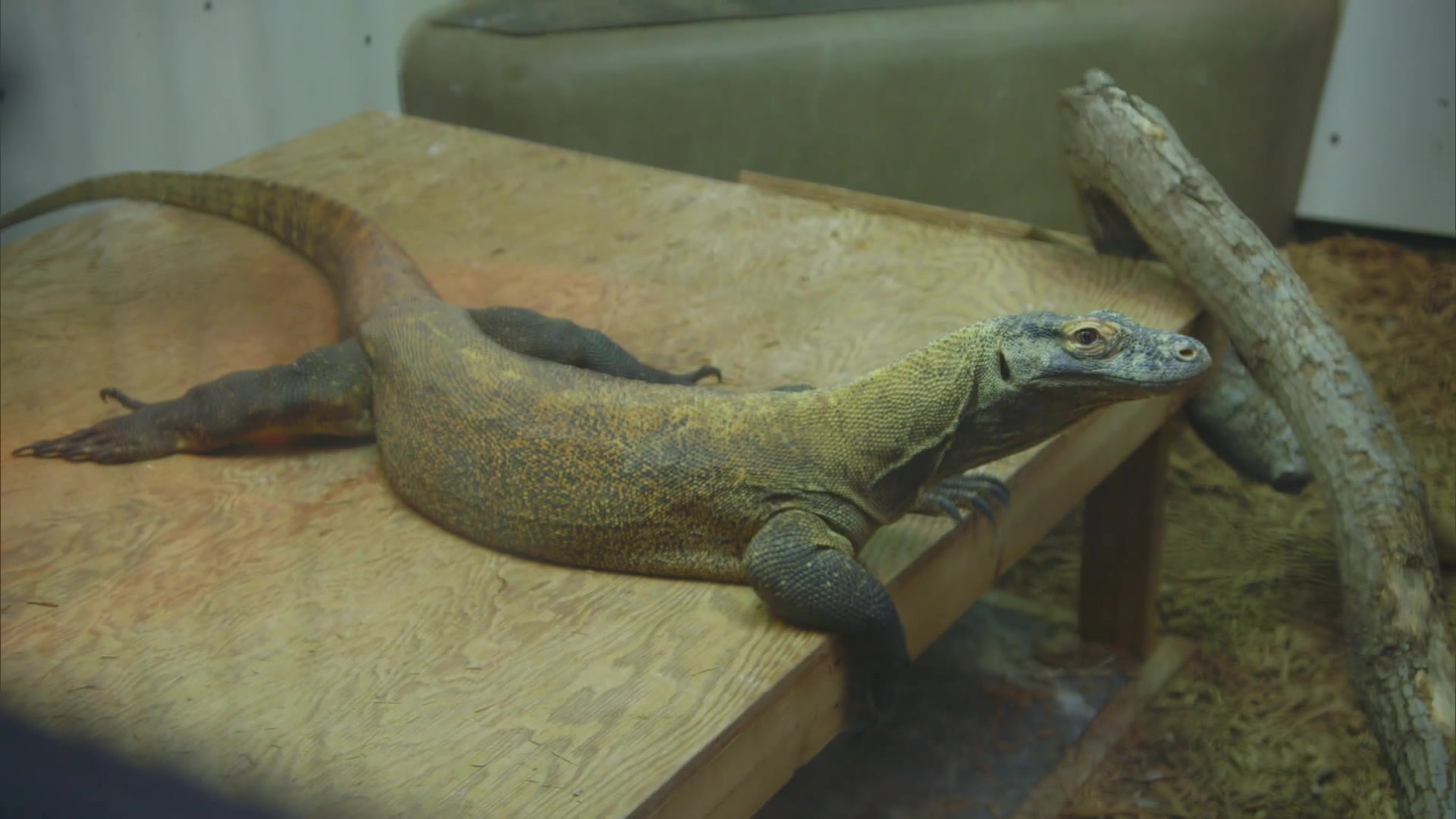 The Zoo | S2:E8 | Training Dragons