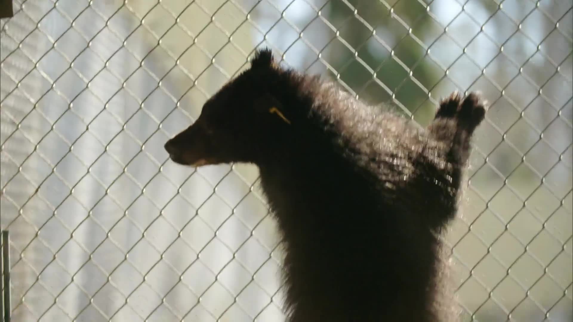 Wild Bear Rescue | S3:E2 | Collateral Cubs