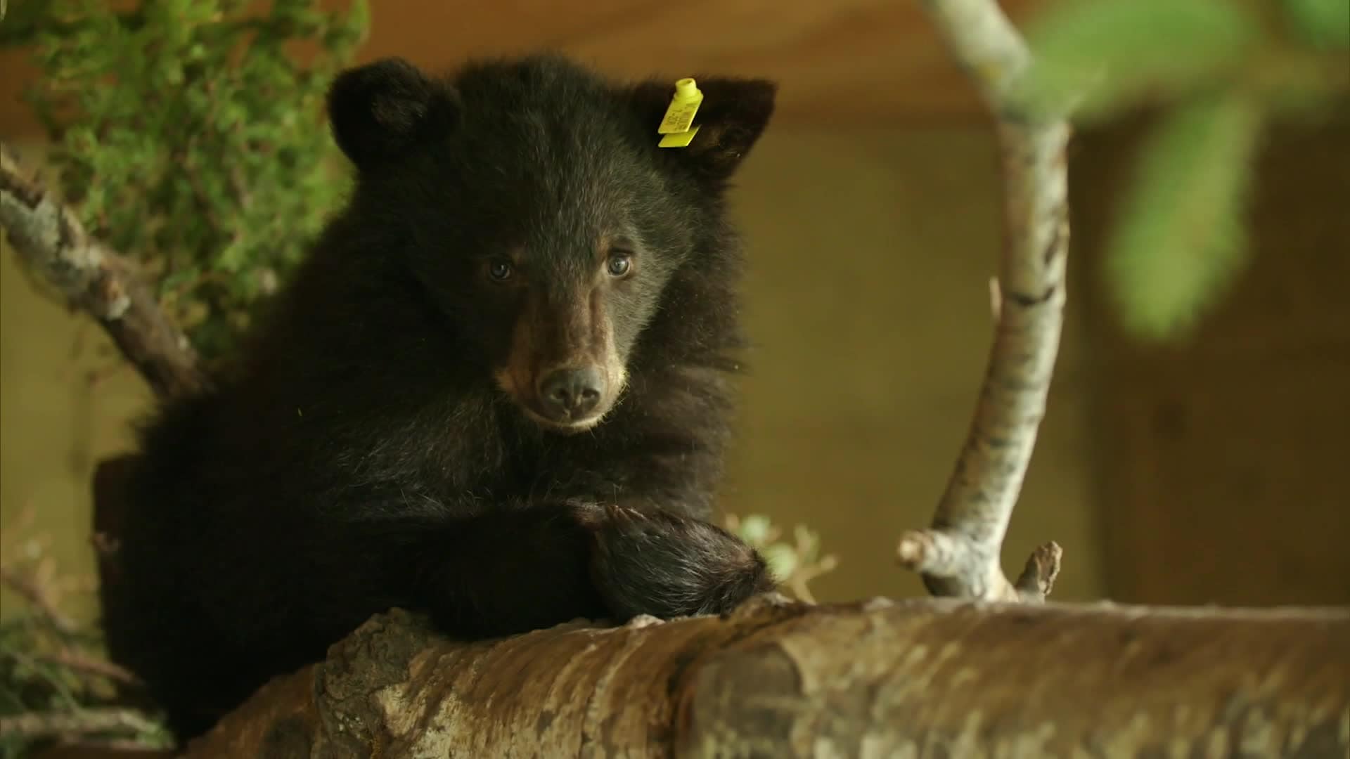 Wild Bear Rescue | S3:E10 | Catch And Release | Crave