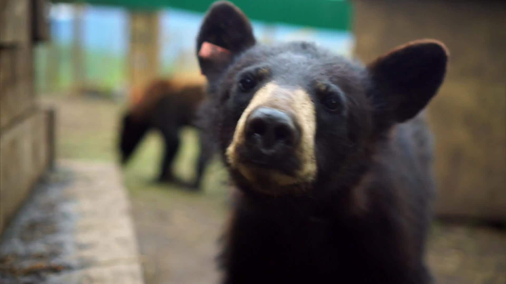 Wild Bear Rescue | S3:E8 | Long Shots | Crave