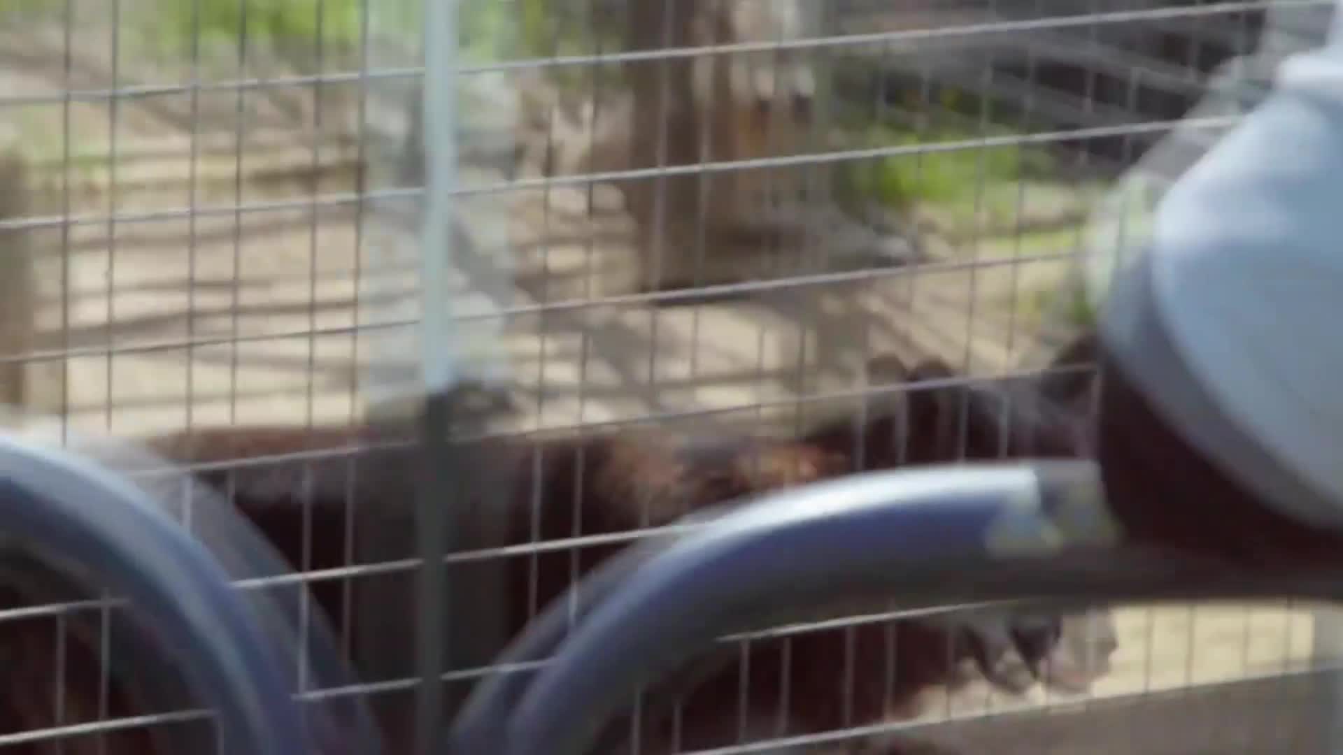 Walking Around G.W. Zoo With Joe Exotic | Surviving Joe Exotic