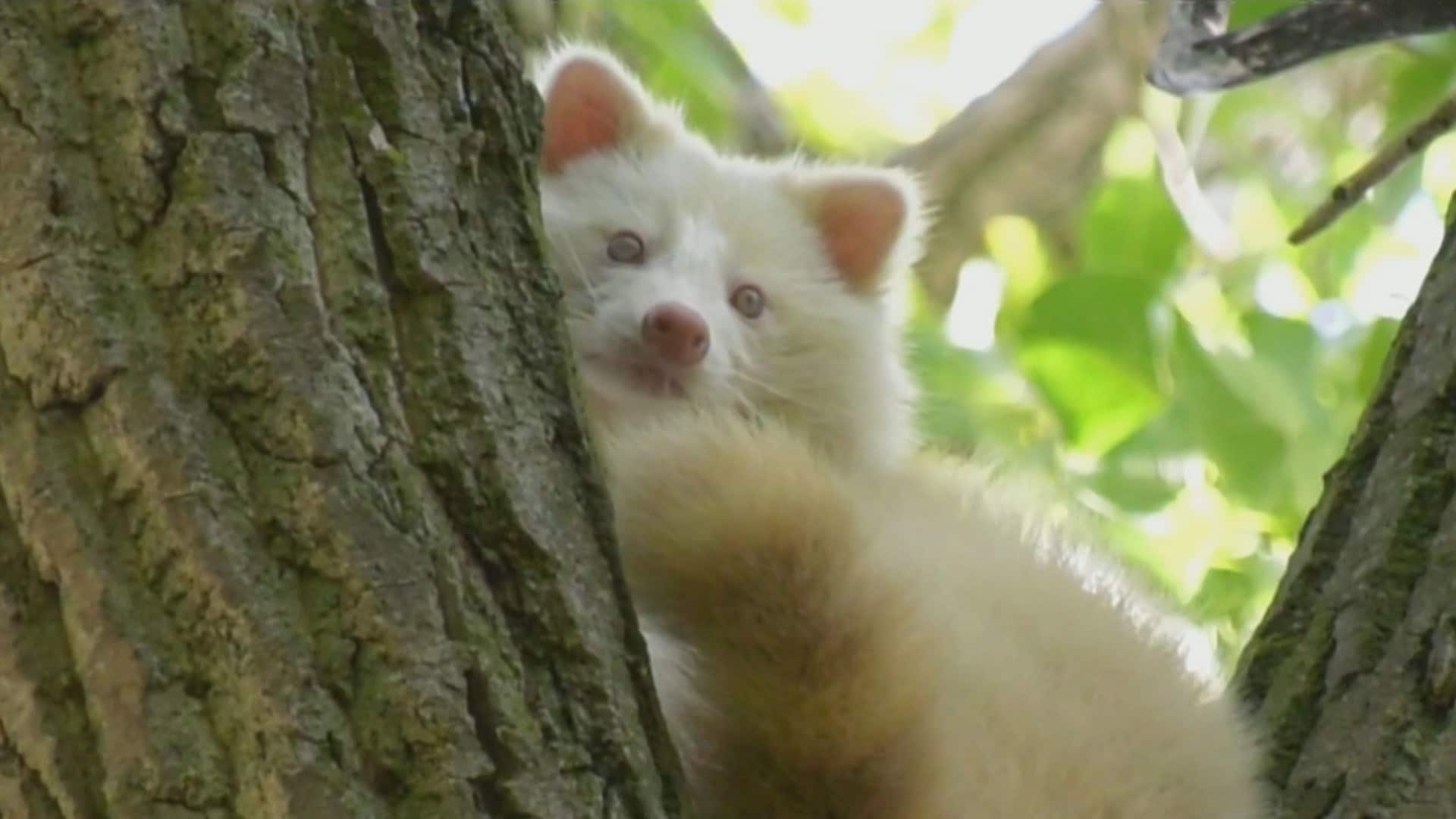 CTV Your Morning | S5:E40 | Have you ever seen an all-white raccoon ...