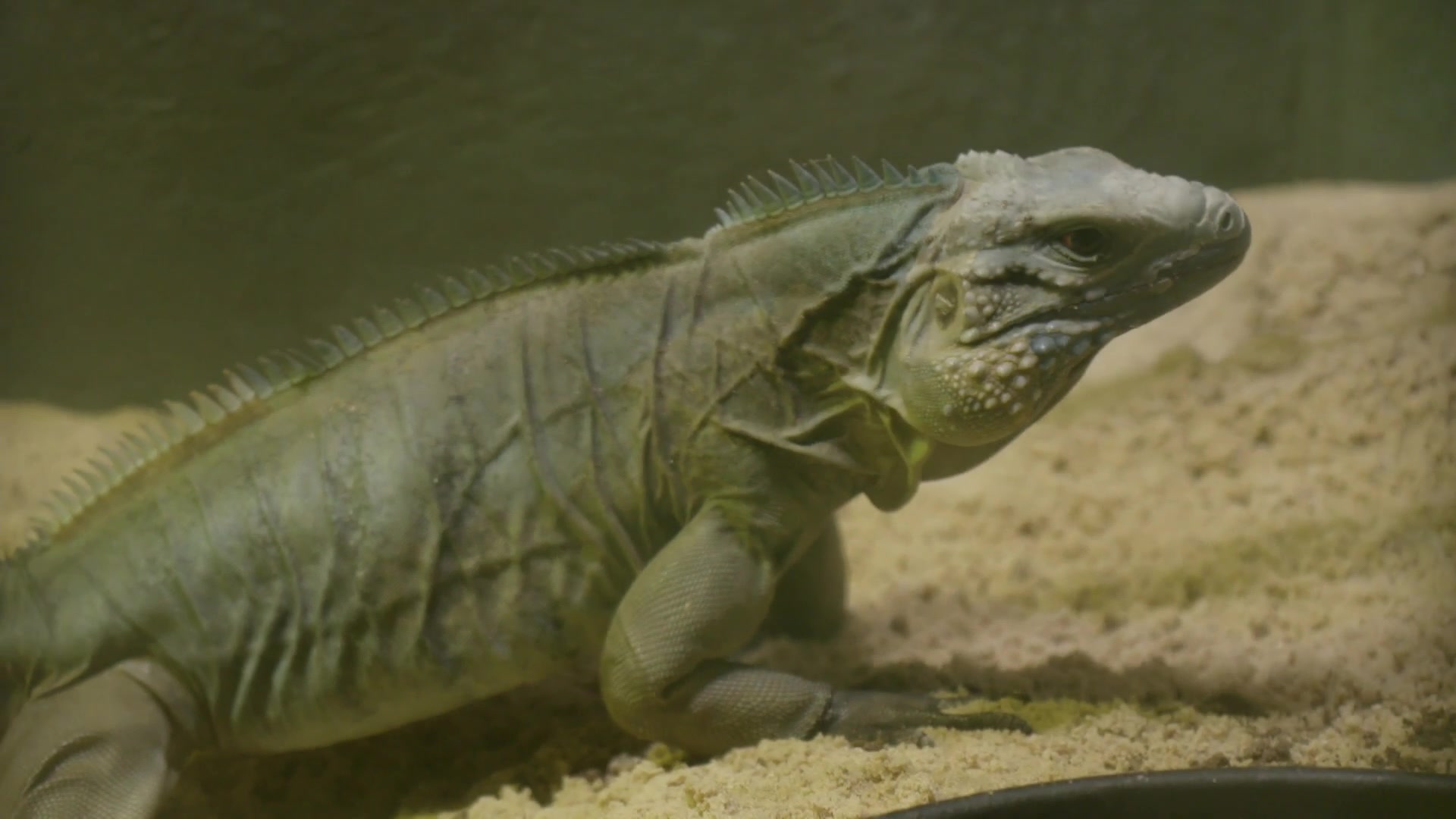 The Zoo | S4:E7 | Velcro The Incredible