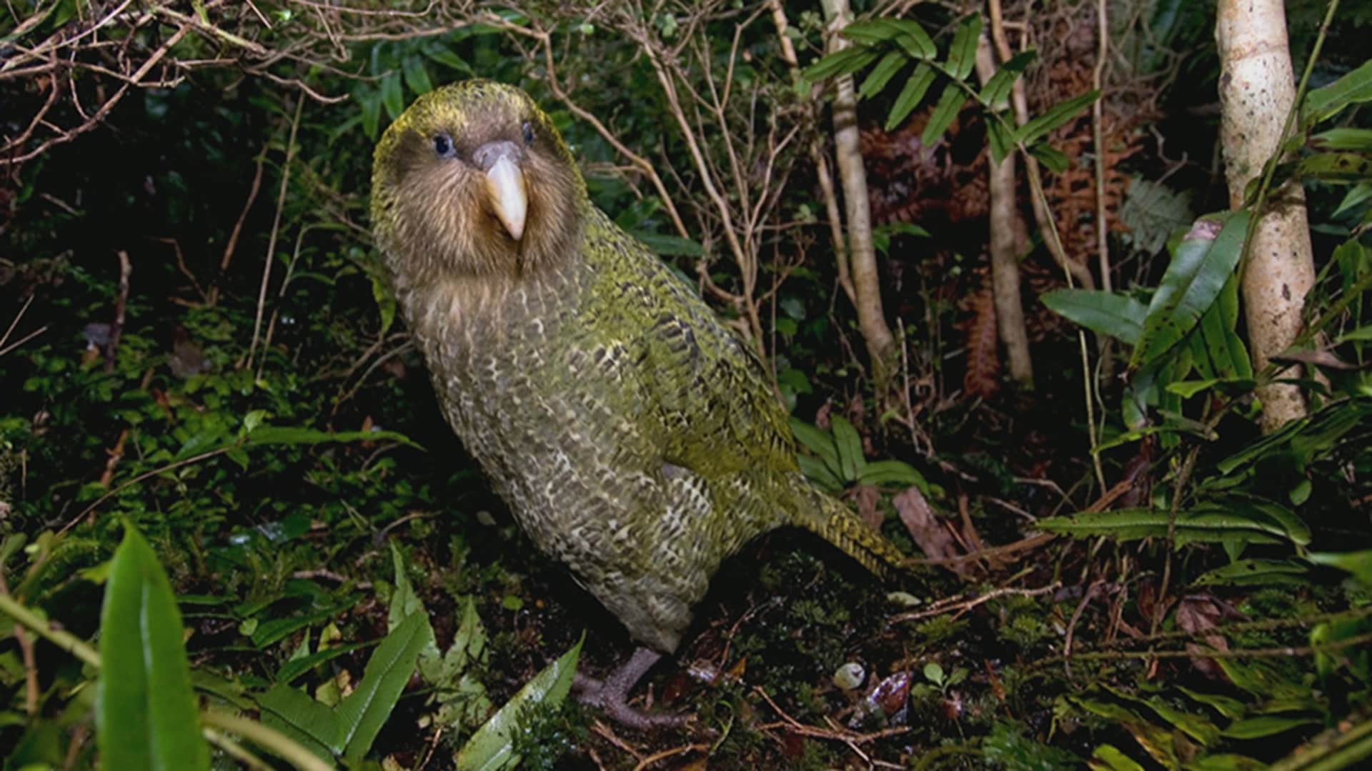 CTV Your Morning | S5:E63 | Flightless parrot the Kakapo named bird of ...