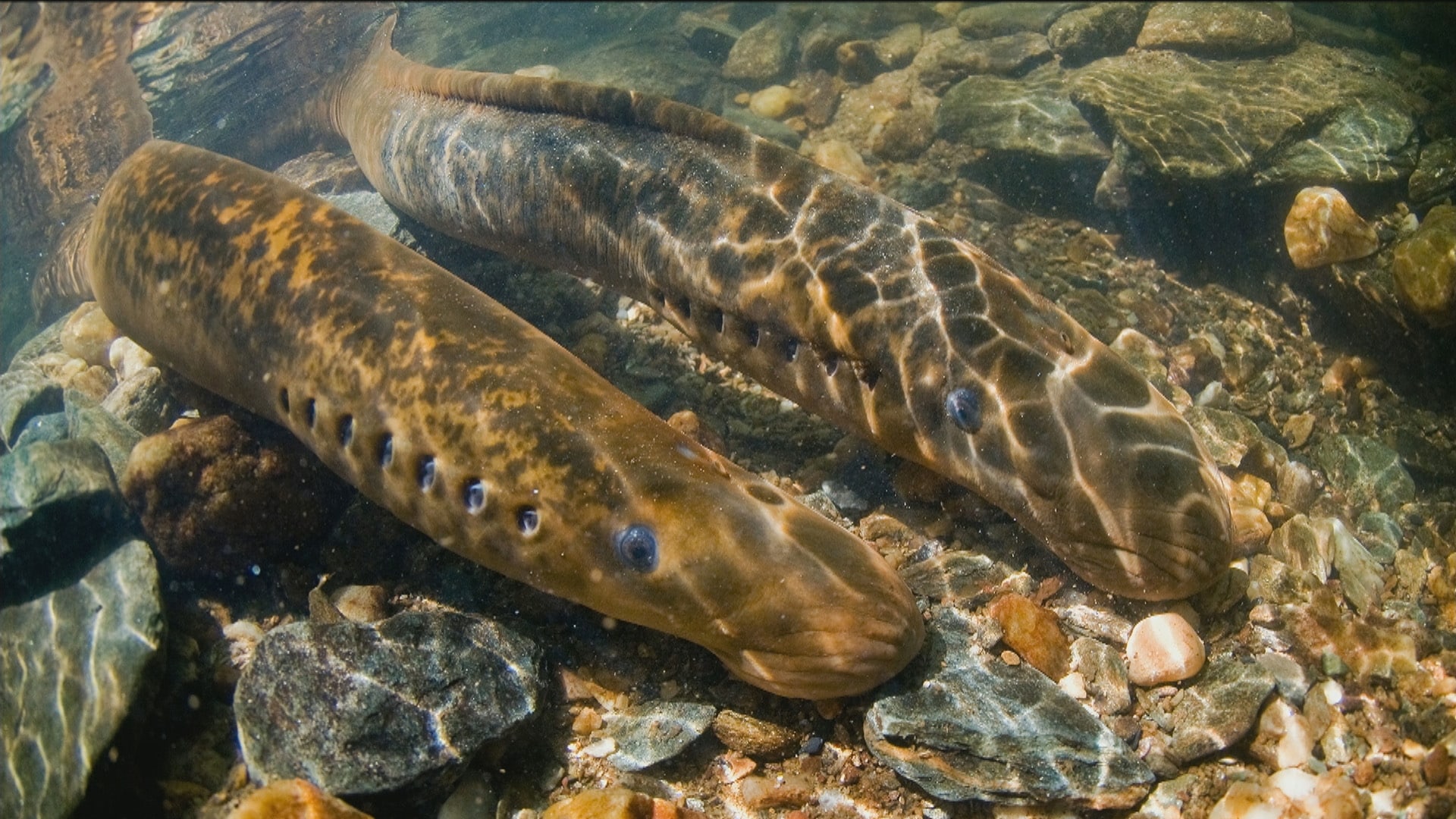 CTV Your Morning | S5:E51 | This alien-like fish is making a comeback ...