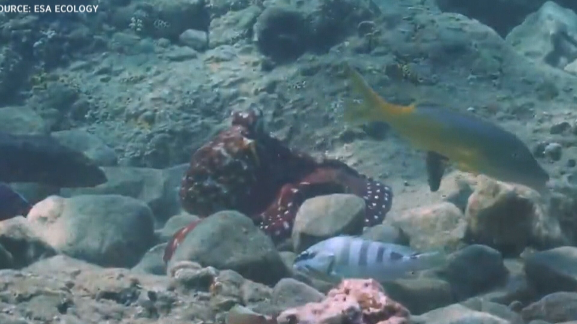 CTV Your Morning | Researchers discover bizarre octopus behaviour of ...