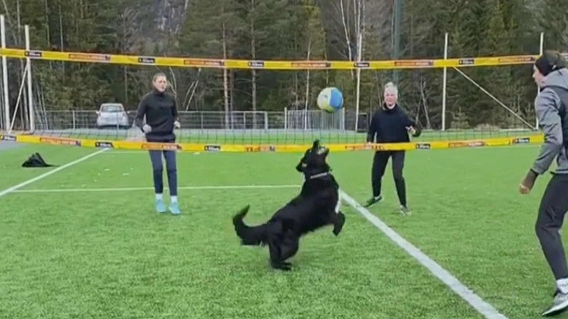 CTV Your Morning | Not enough humans around to play volleyball? This ...