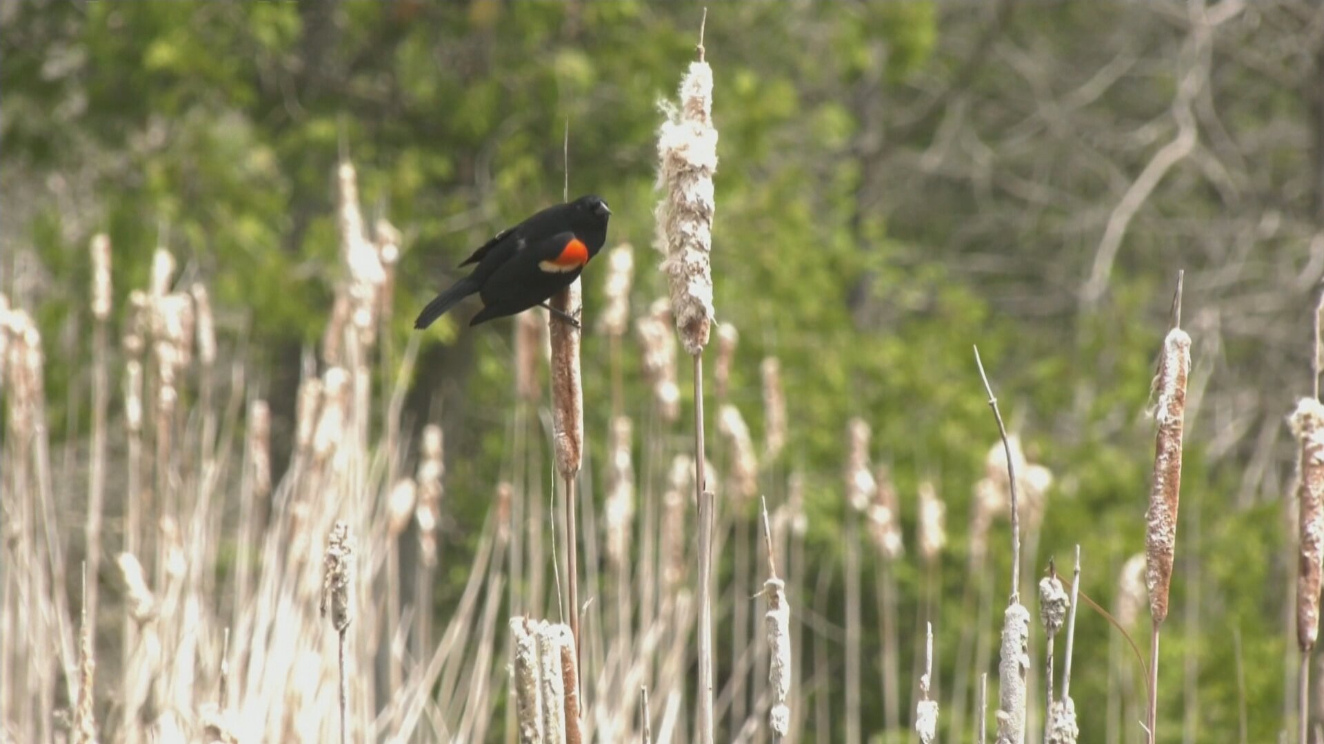 CTV Your Morning | This golf club wants to bring more birds to the course