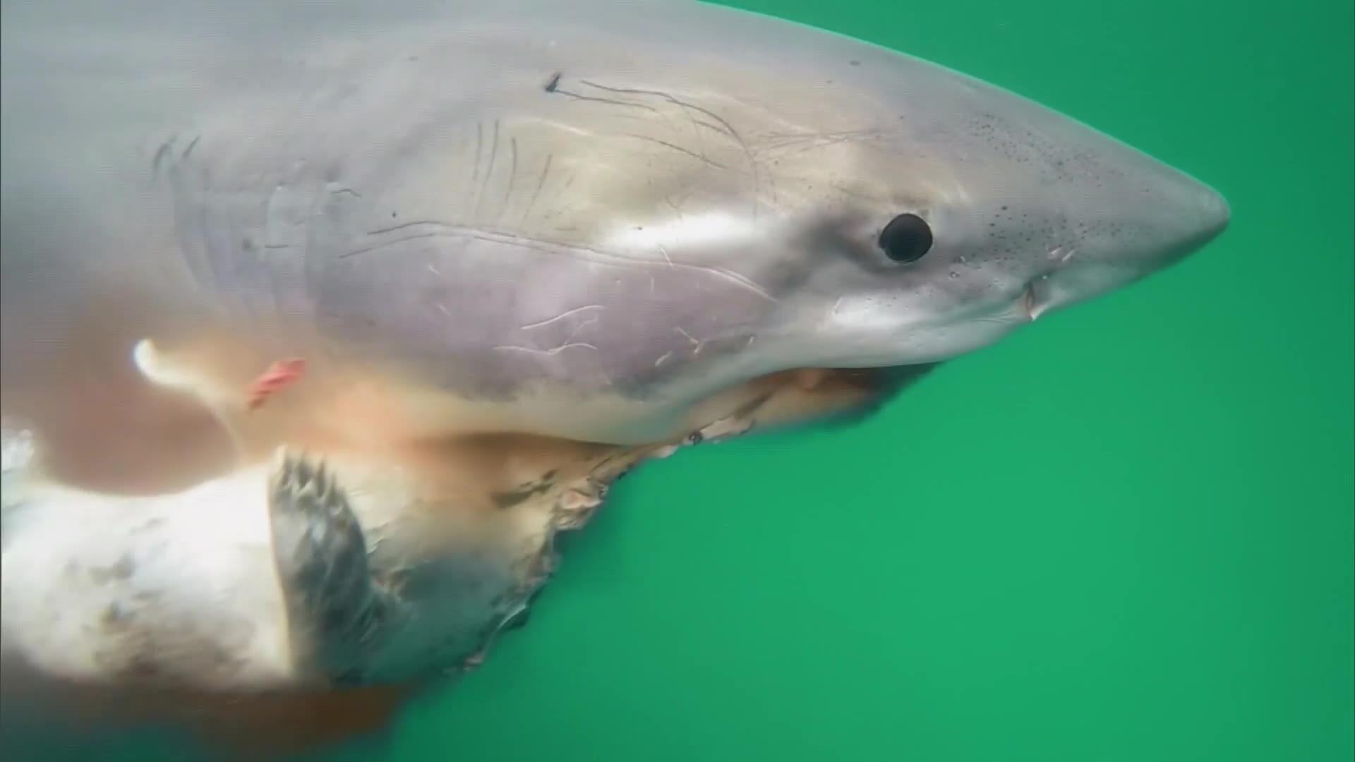 Shark Week | S32:E20 | Wicked Sharks