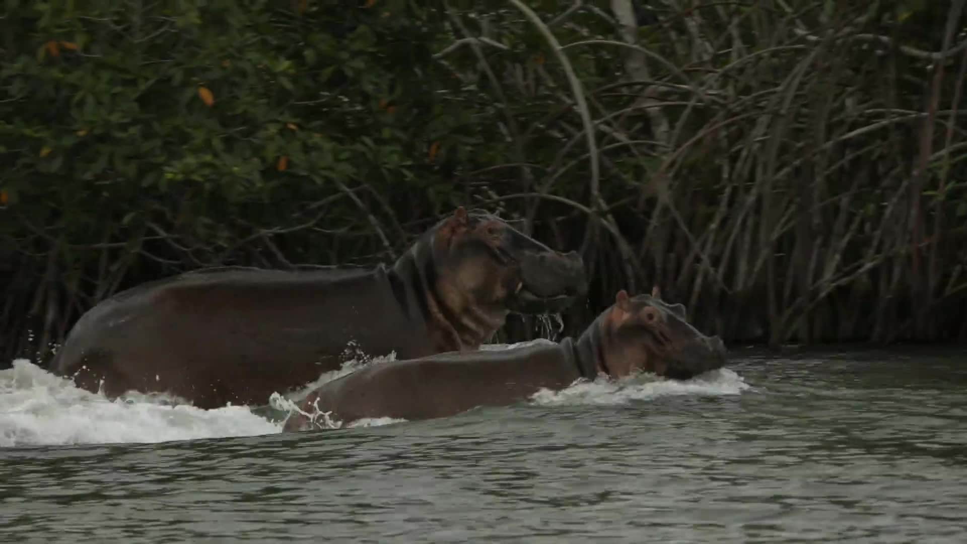 Chasing Monsters | S4:E3 | Sharks Vs. Barracudas