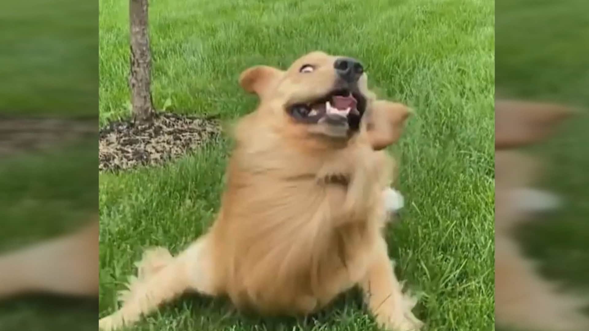 CTV Your Morning | S5:E16 | Derpy dog makes our hosts laugh out loud ...