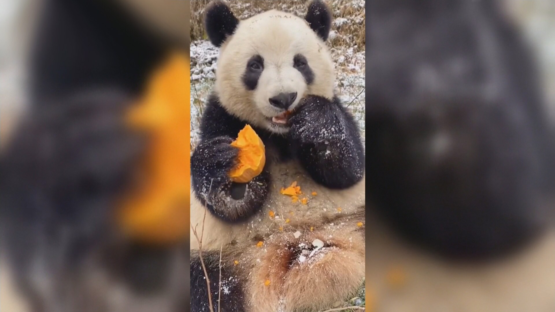 CTV Your Morning | S5:E102 | Pandas munching on fruits and vegetables ...