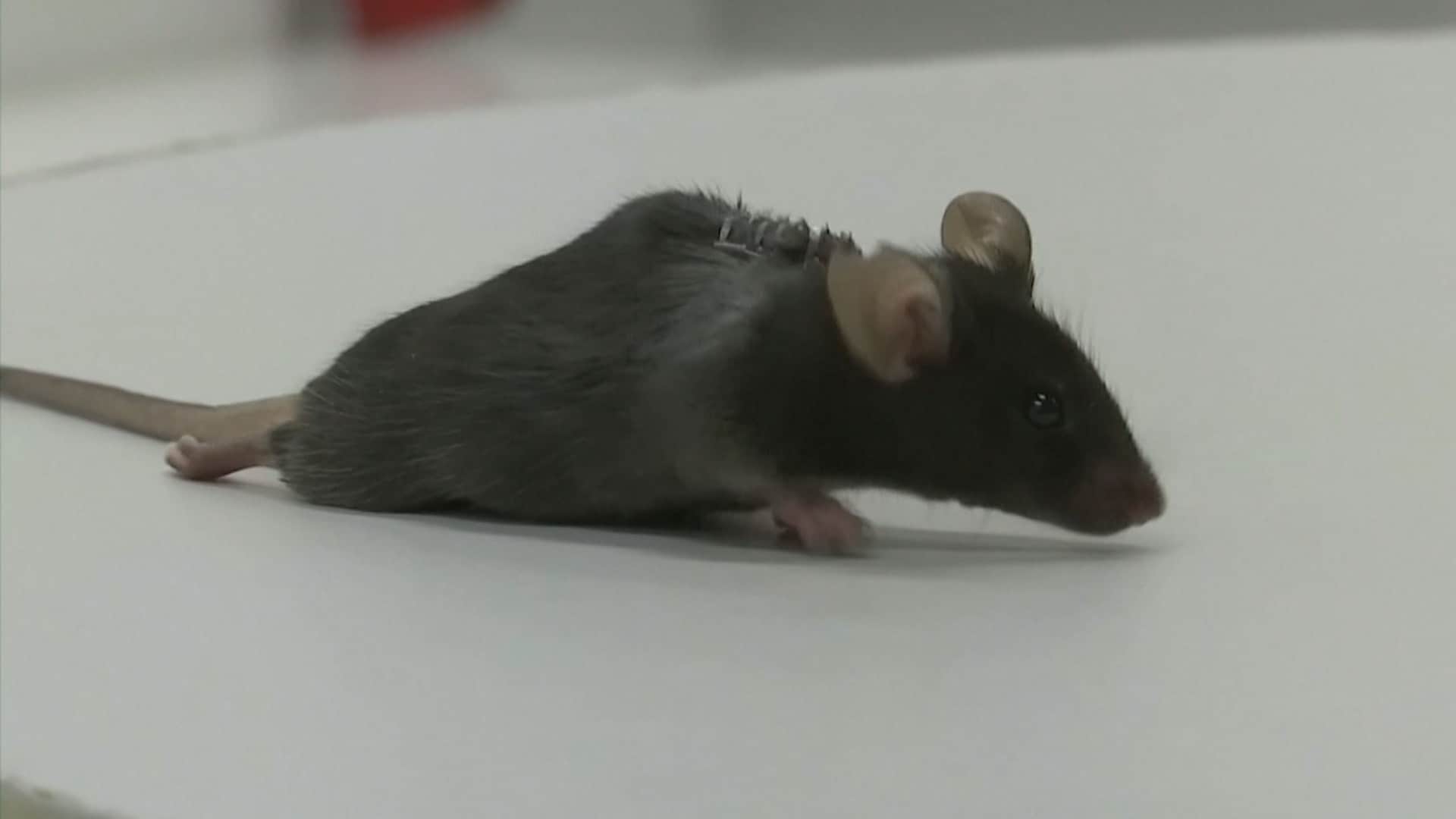 CTV Your Morning | S5:E111 | Previously paralyzed mice walking again ...