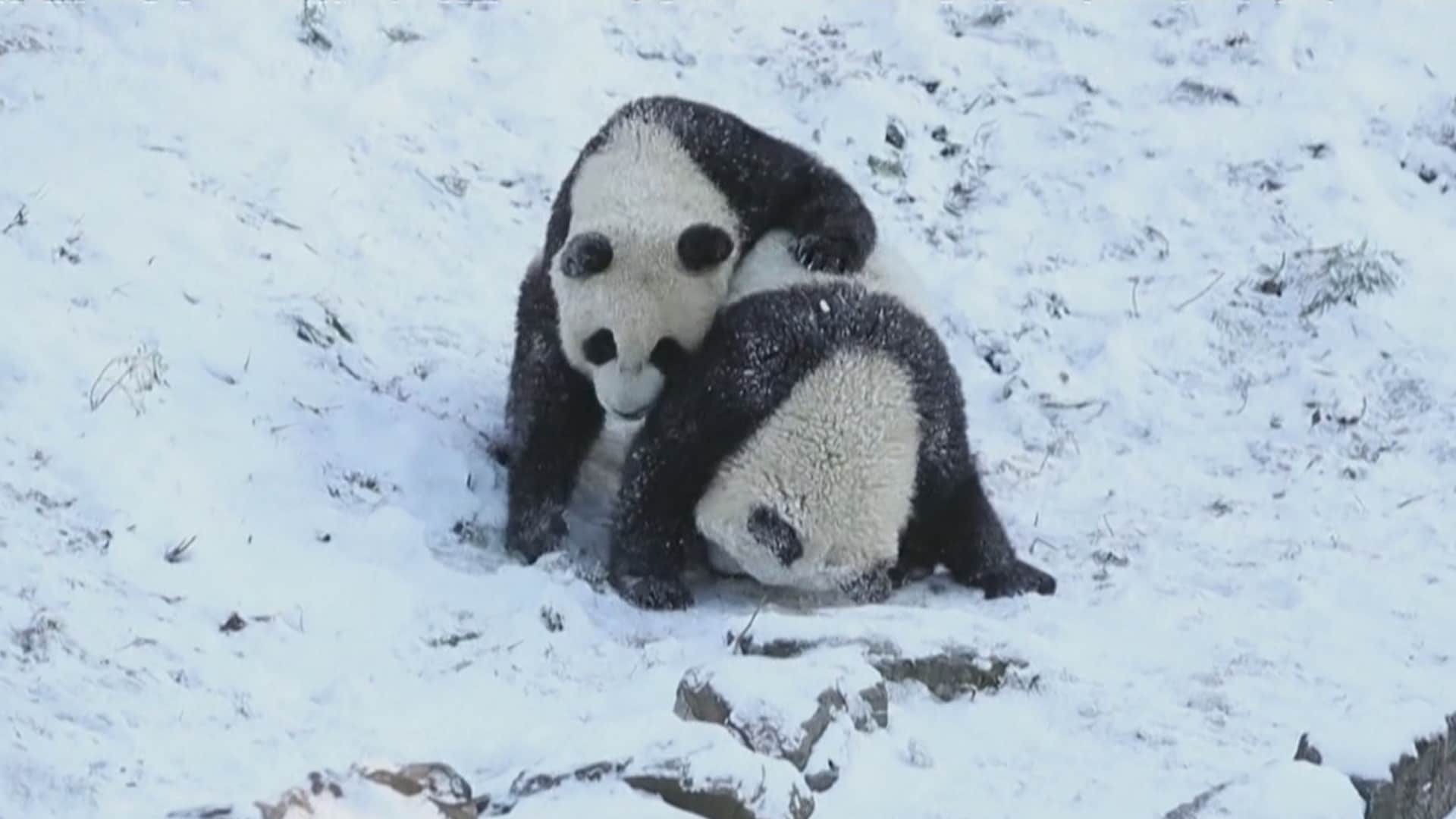 CTV Your Morning | Watch these adorable pandas play in snow for the ...