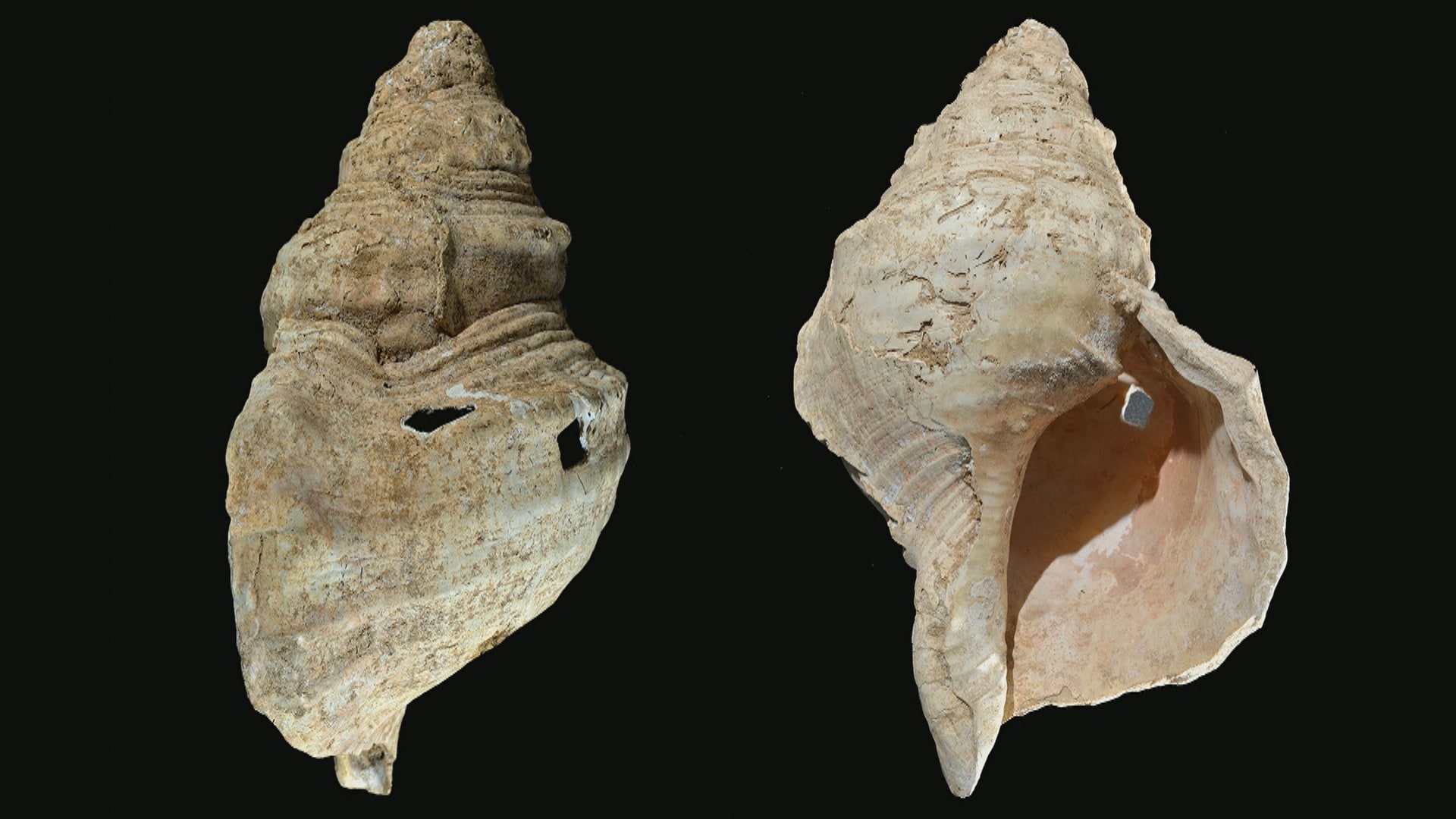 CTV Your Morning | Museum artifact discovered to be oldest known sea ...