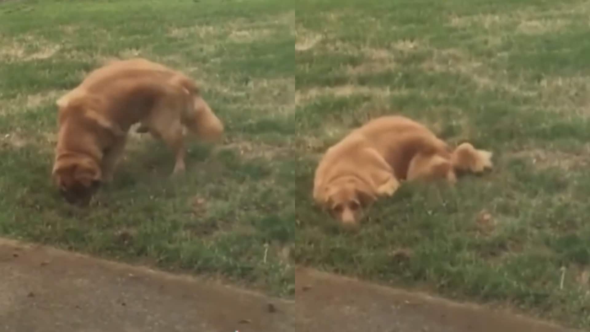 CTV Your Morning | Dog acts natural after being caught red-handed | CTV