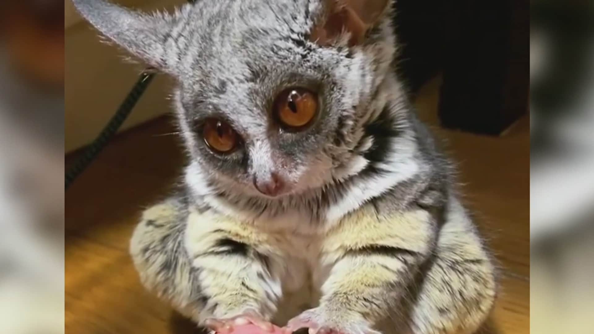 CTV Your Morning | These adorable galagos will melt your heart