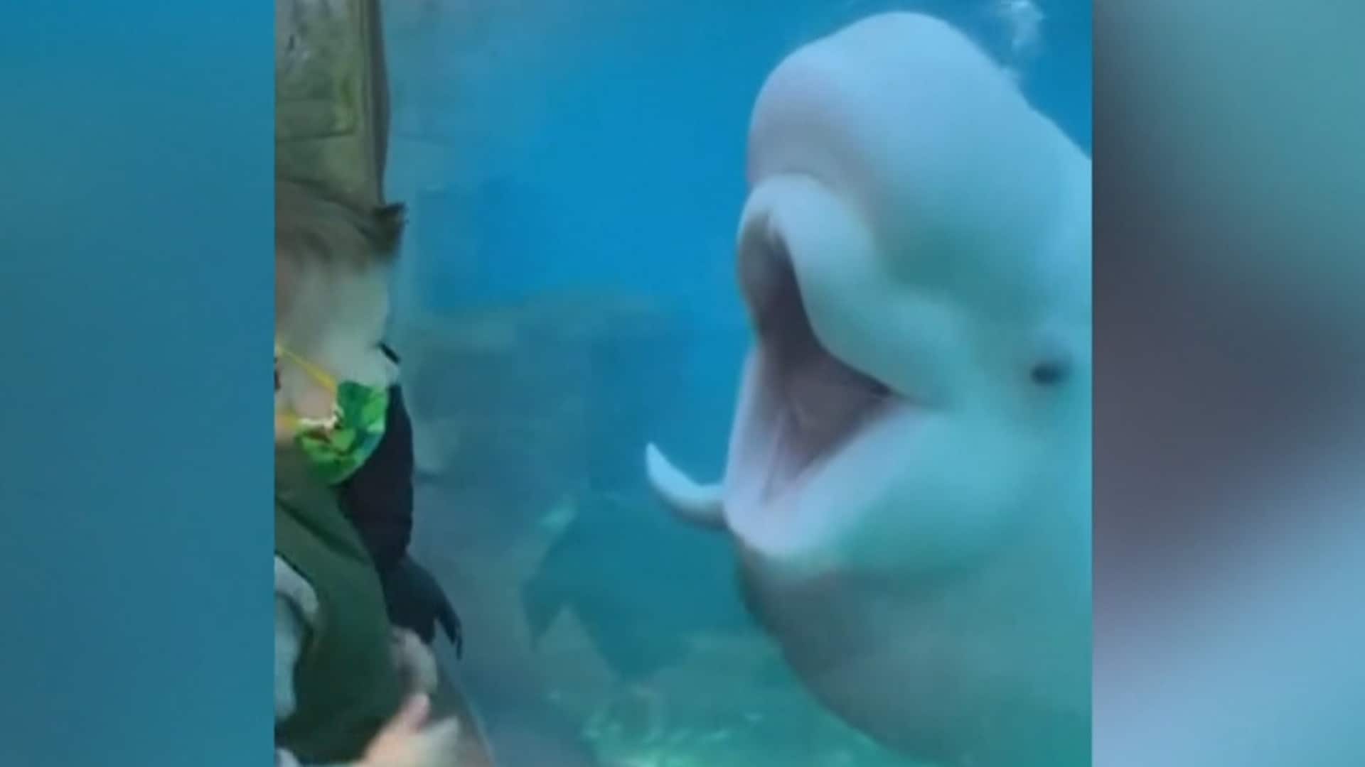 CTV Your Morning | Beluga blows kiss at young boy in aquarium