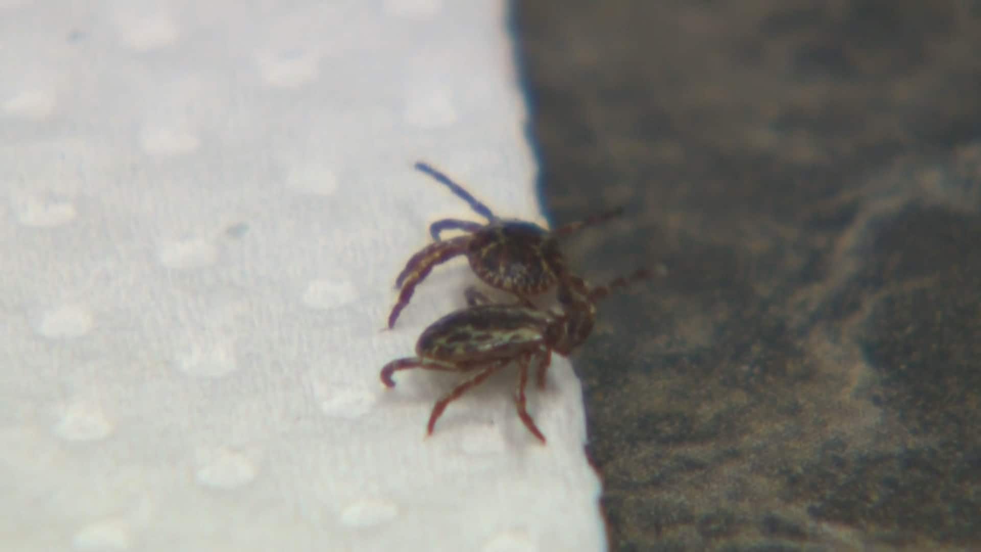 CTV Your Morning | Everything you need to know to stay clear of ticks ...