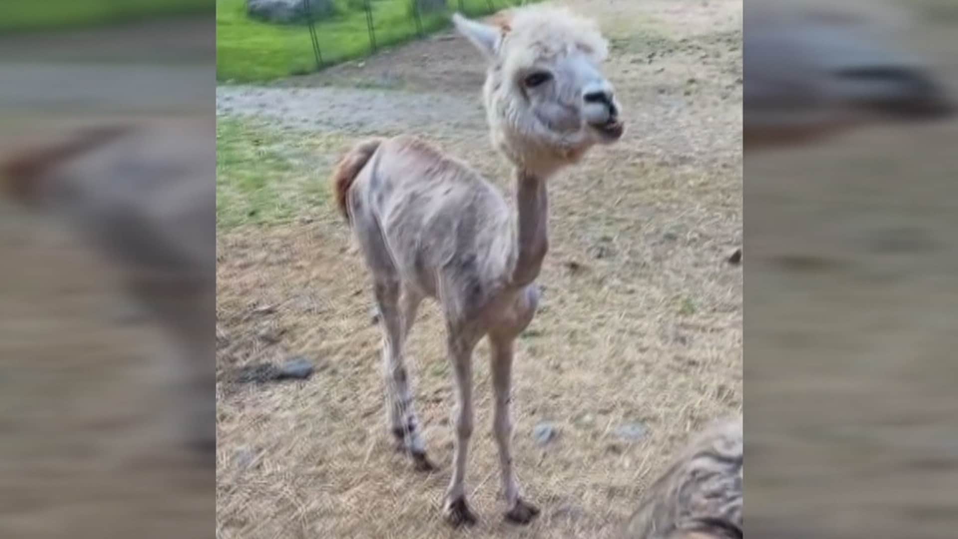 CTV Your Morning | These llamas got a goofy haircut for summer