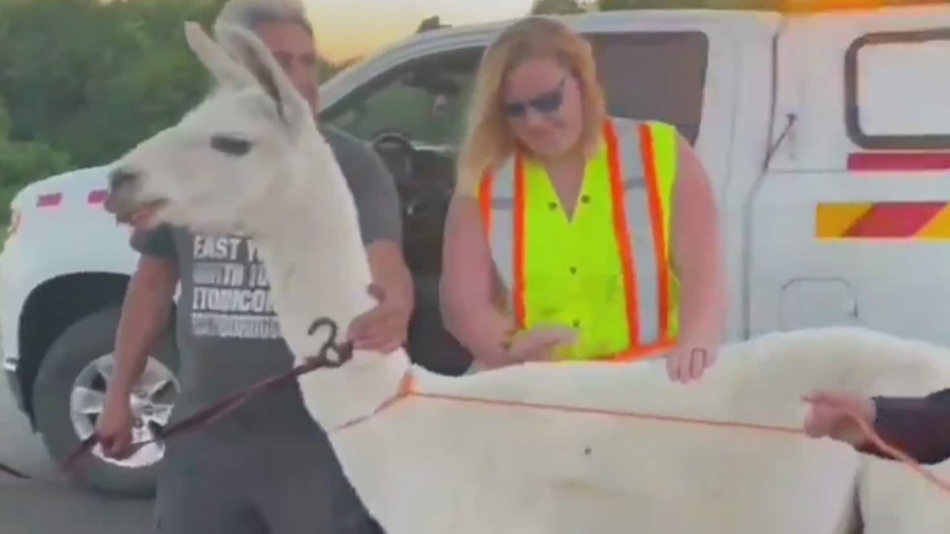 CTV Your Morning | Ontario police capture lost llama wandering on highway
