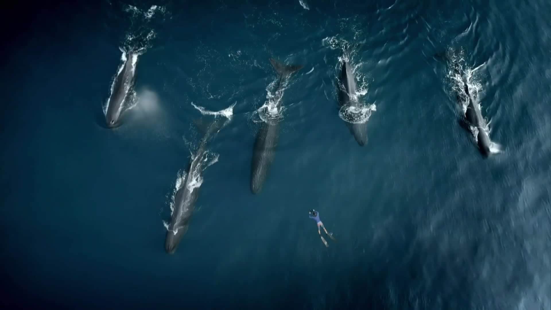 Chasing Ocean Giants | S1:E8 | Killer Whales of Norway