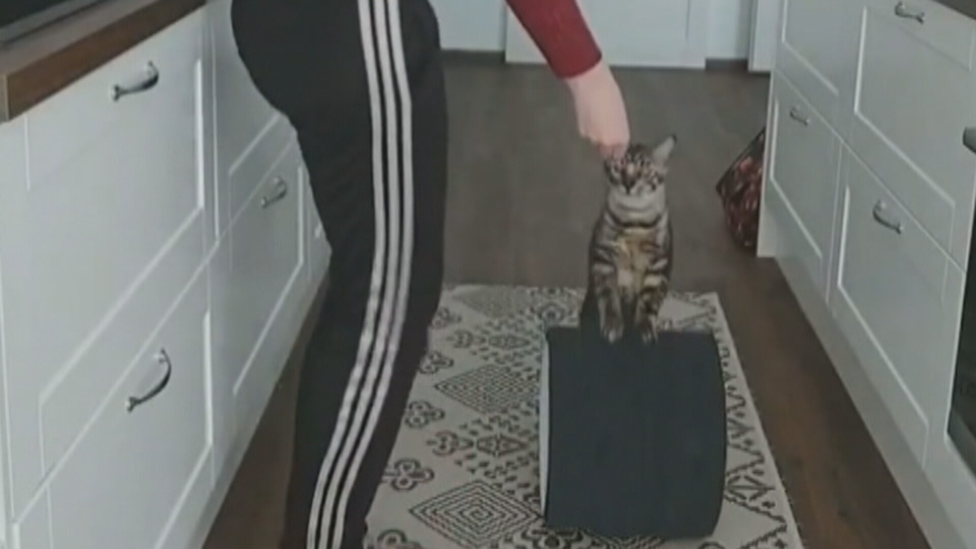CTV Your Morning | Talented therapy cat shows off awesome tricks