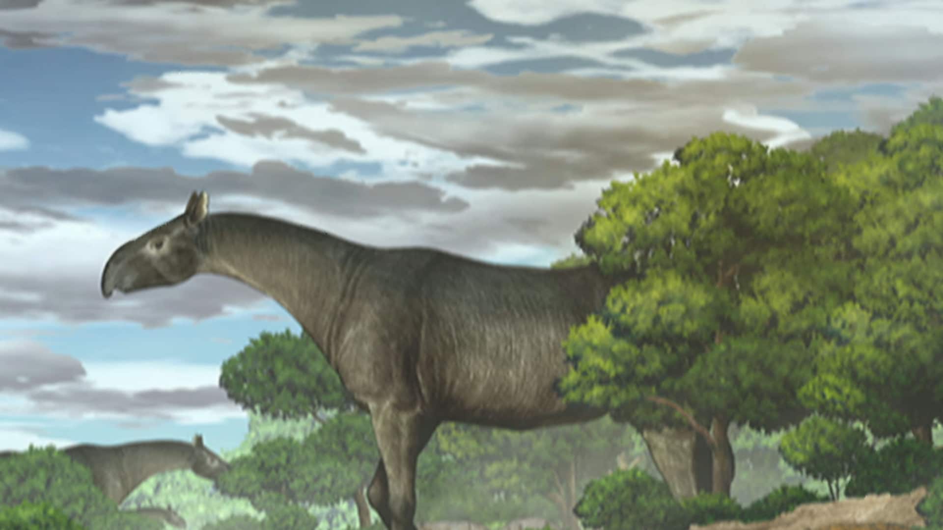 CTV Your Morning | Researchers confirm new species of ancient giant rhino