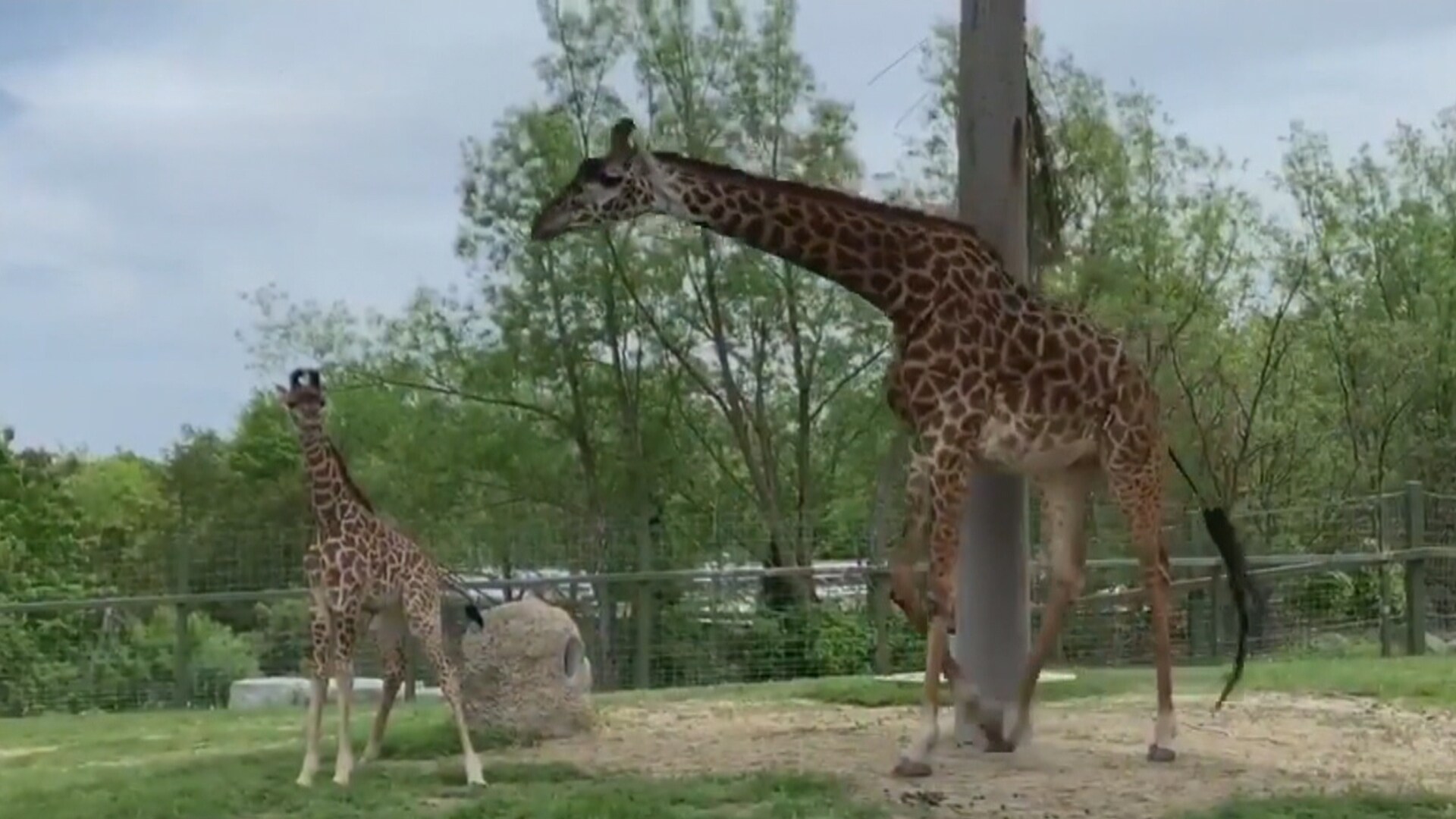 CTV Your Morning | Zoos across Canada are reopening- but things are ...
