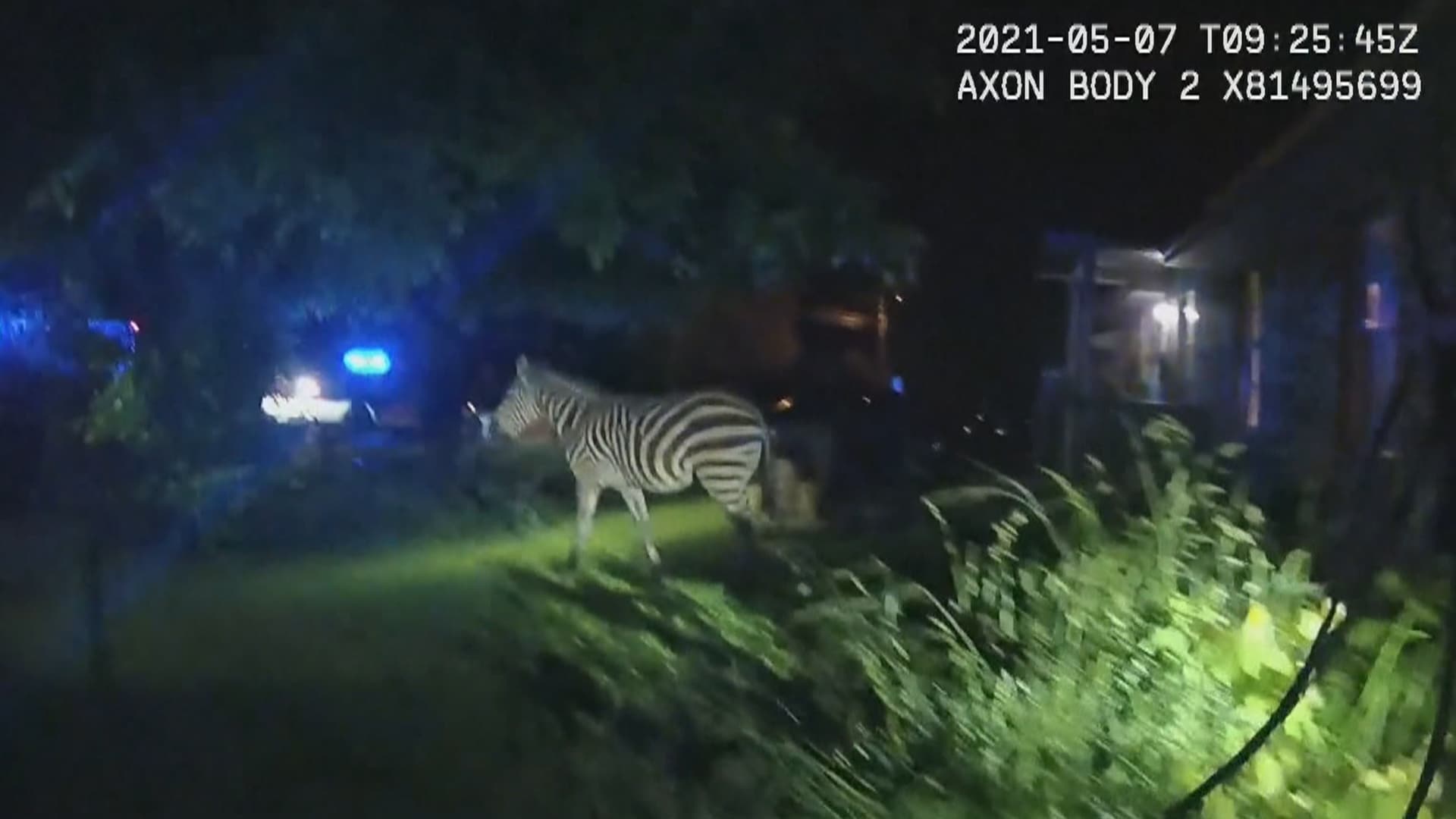 Your Morning | Zebra escapes from Tennessee exotic animal auction