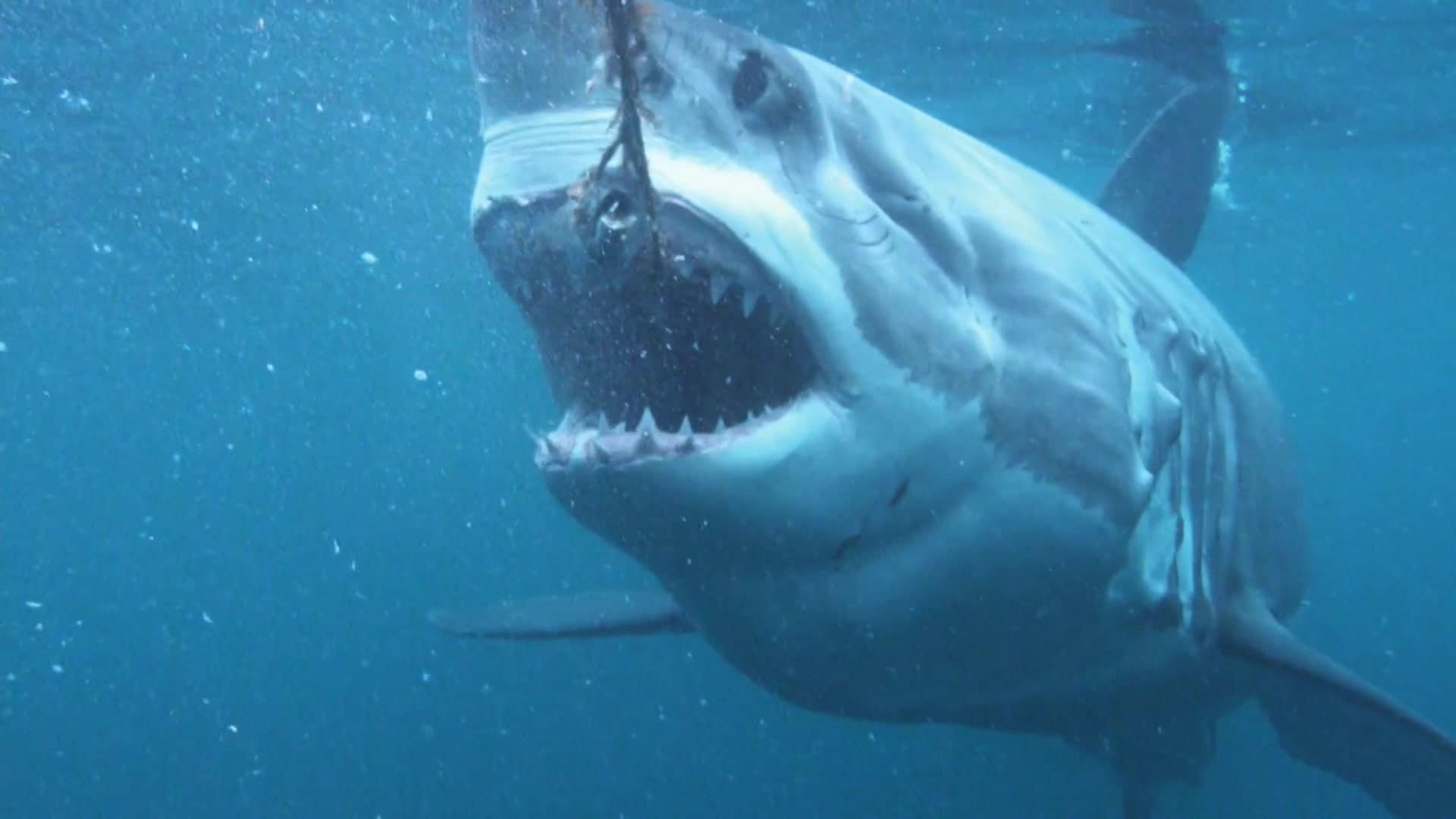 Shark Week | S33:E9 | The Spawn Of El Diablo