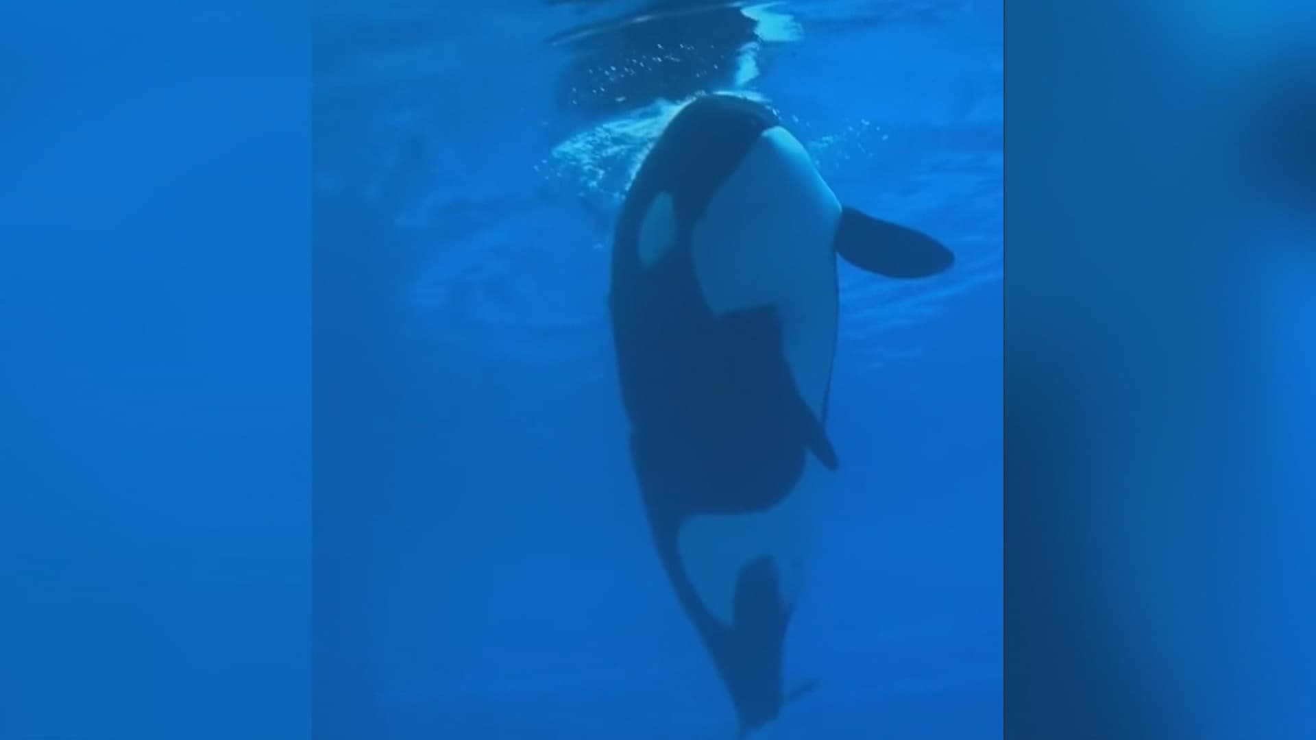 CTV Your Morning | Renewed calls to free MarineLand's last surviving ...