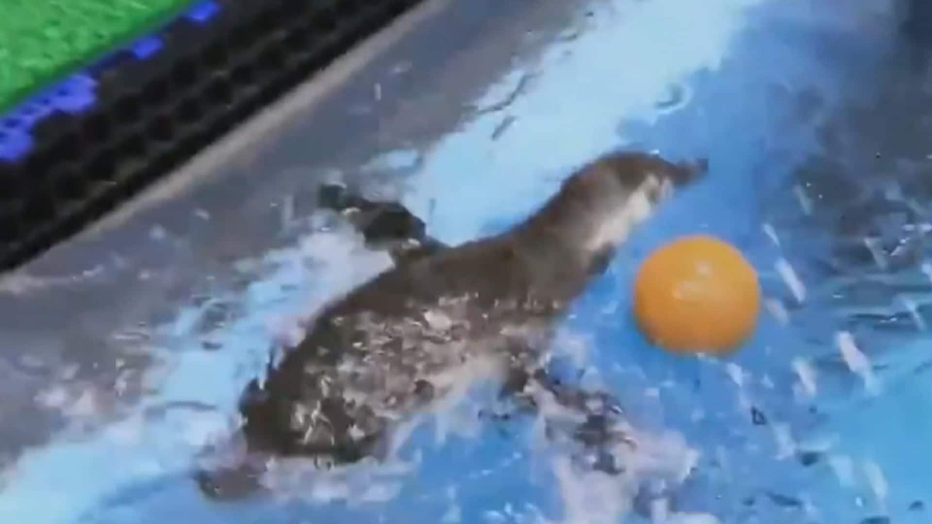 CTV Your Morning | S5:E254 | Watch these adorable baby penguins go for ...