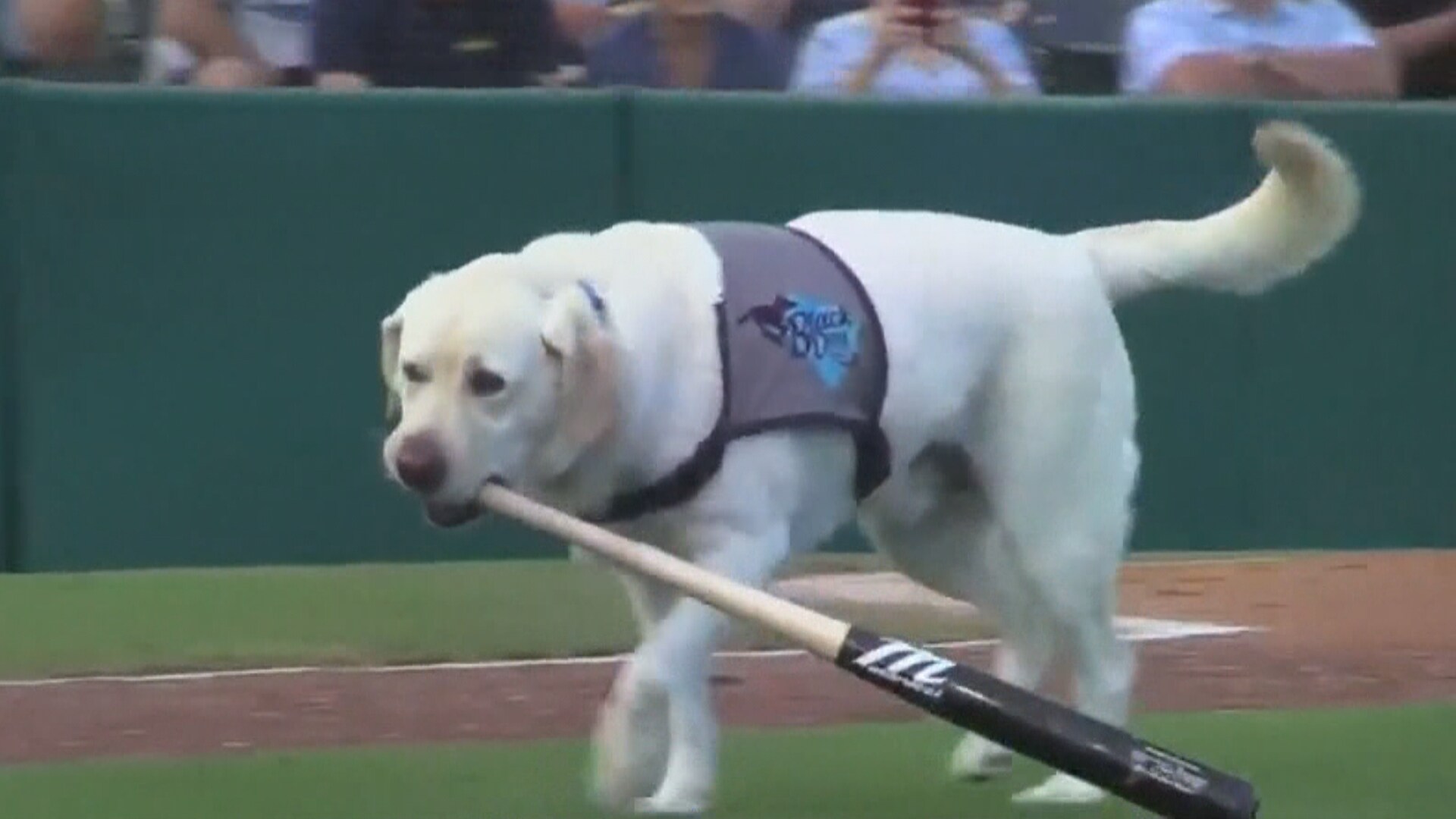 CTV Your Morning | S5:E257 | Baseball bat-retrieving dog returns to the ...