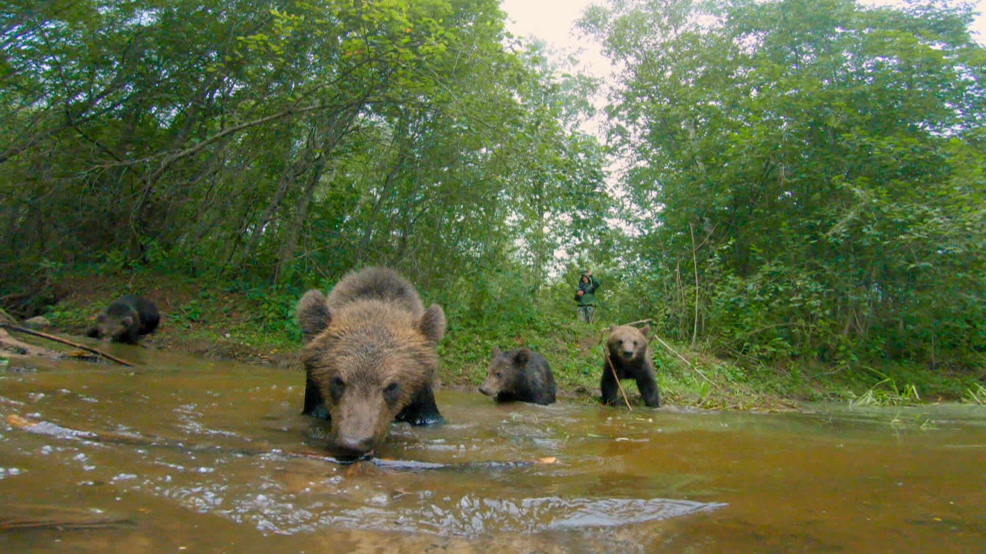 Les orphelins grizzlys et moi | S1:E2 | Épisode 2