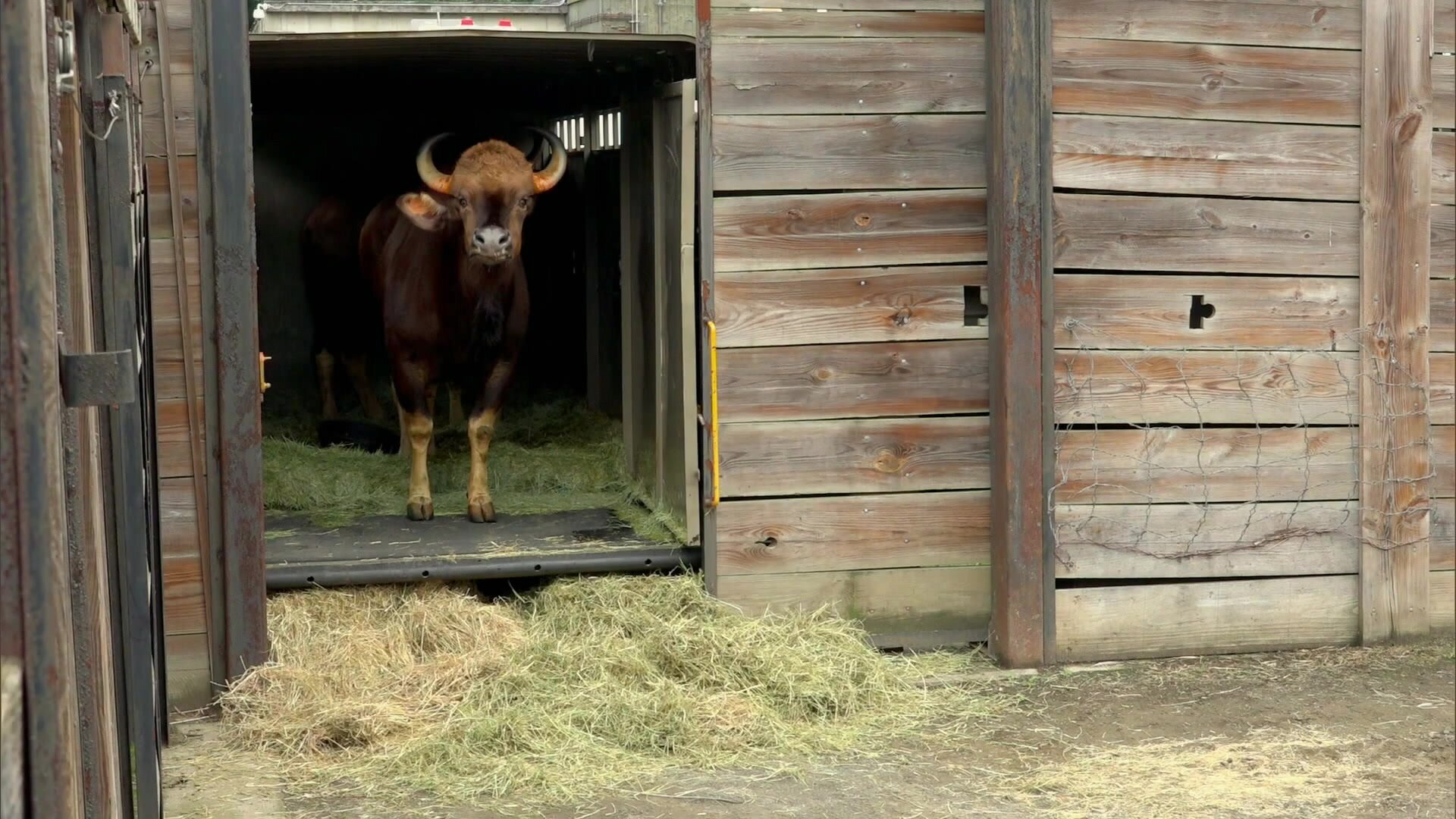 The Zoo | S3:E9 | The Great Gaur Move