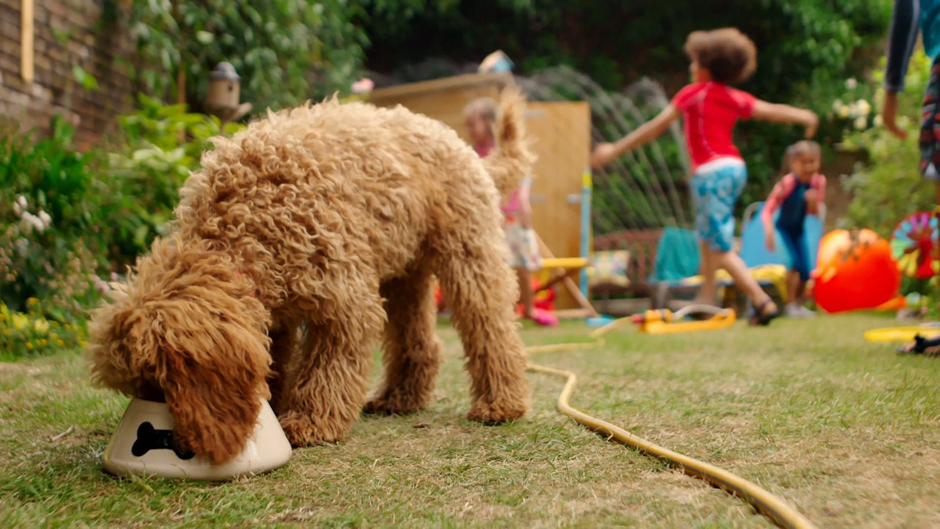 Waffle the Wonder Dog | S1:E16 | Waffle’s Ball Pit Pond