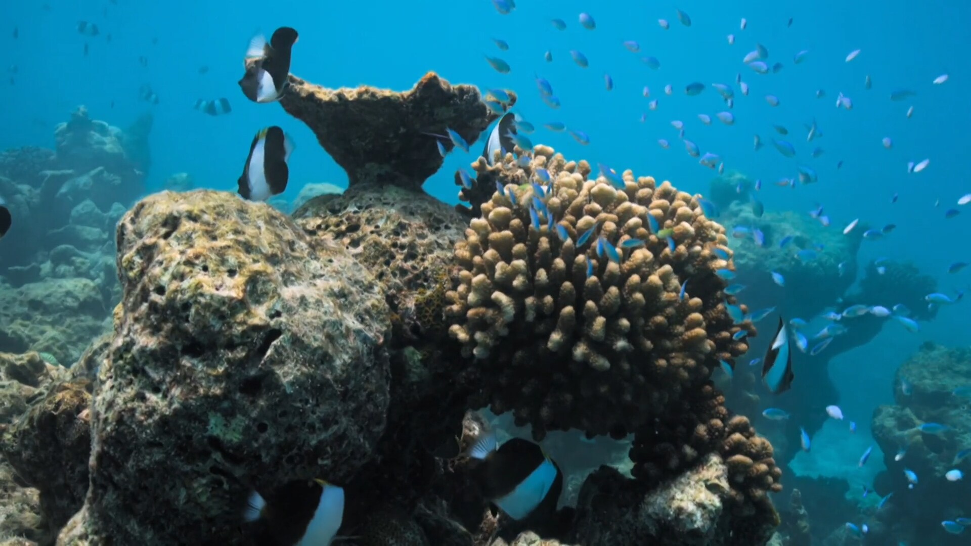 The Earthshot Prize: Repairing Our Planet | S1:E2 | Fix Our Climate