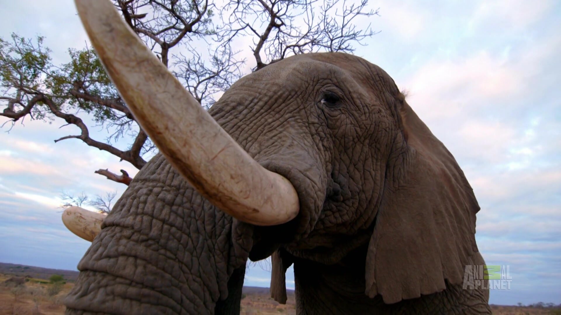 Mysterious Creatures With Forrest Galante | S1:E5 | It Comes In The Night