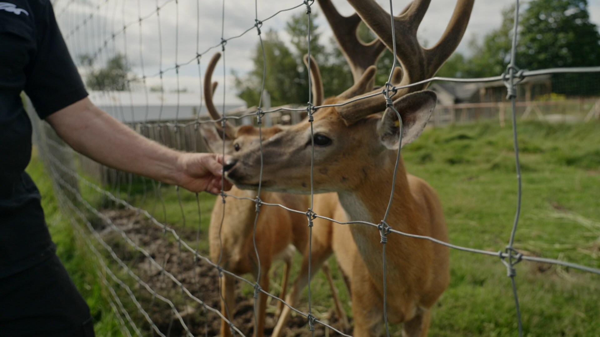 Bêtes de film | John Deere et Rain Deere, Cerfs de Virginie | Noovo