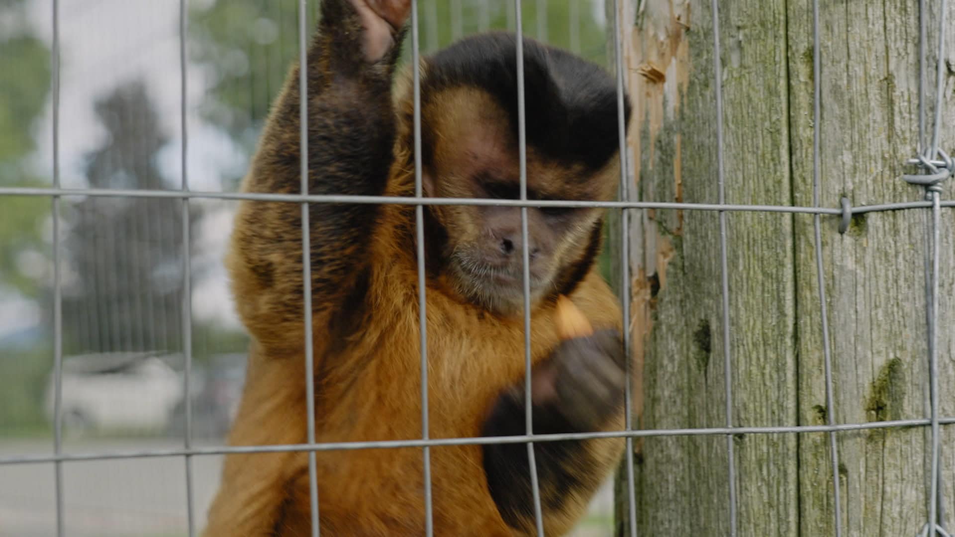 Bêtes de film | Trotski, le singe capucin | Noovo