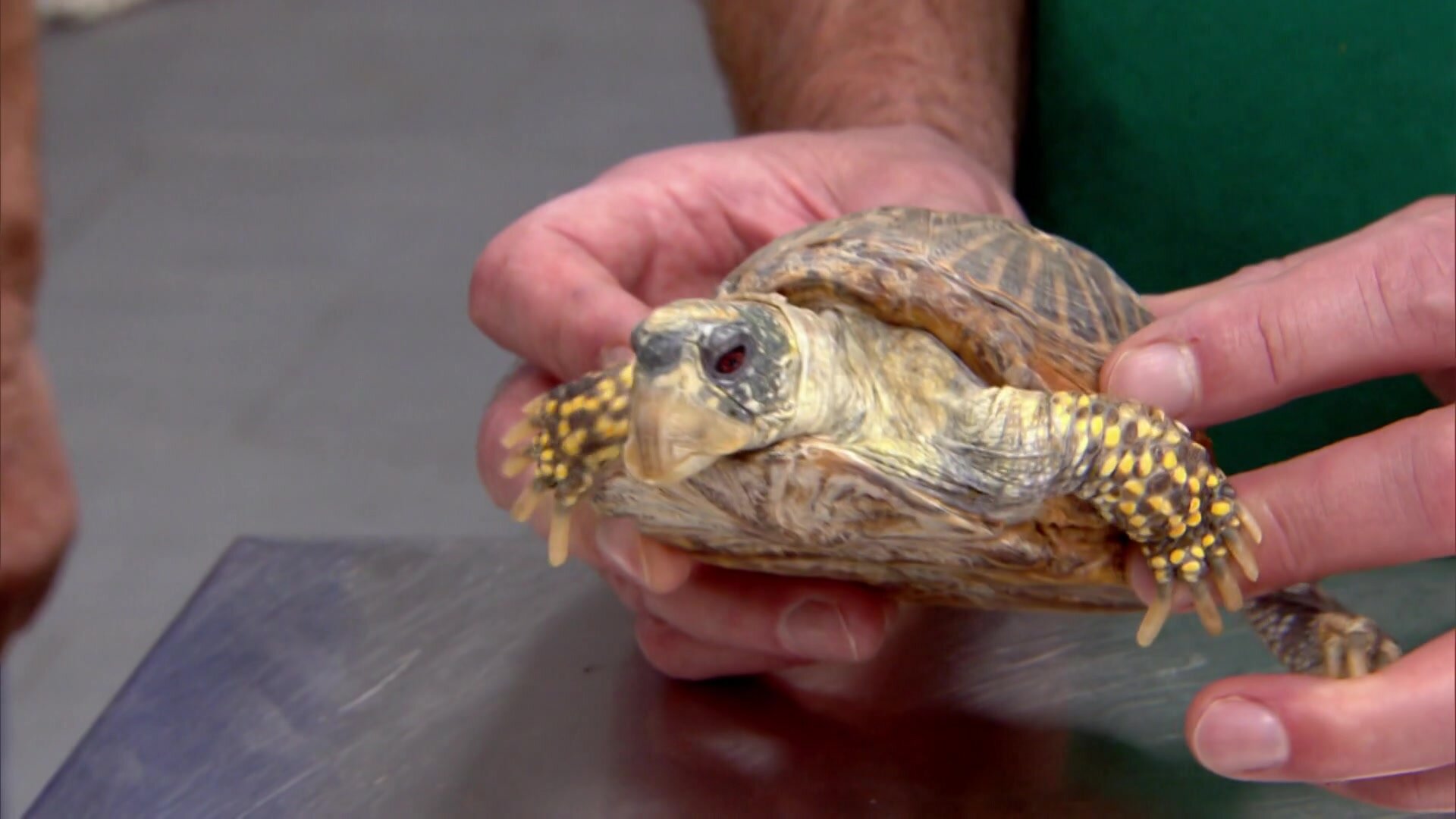 Dr. Jeff: Rocky Mountain Vet | S6:E2 | A Brave Little Dog | CTV